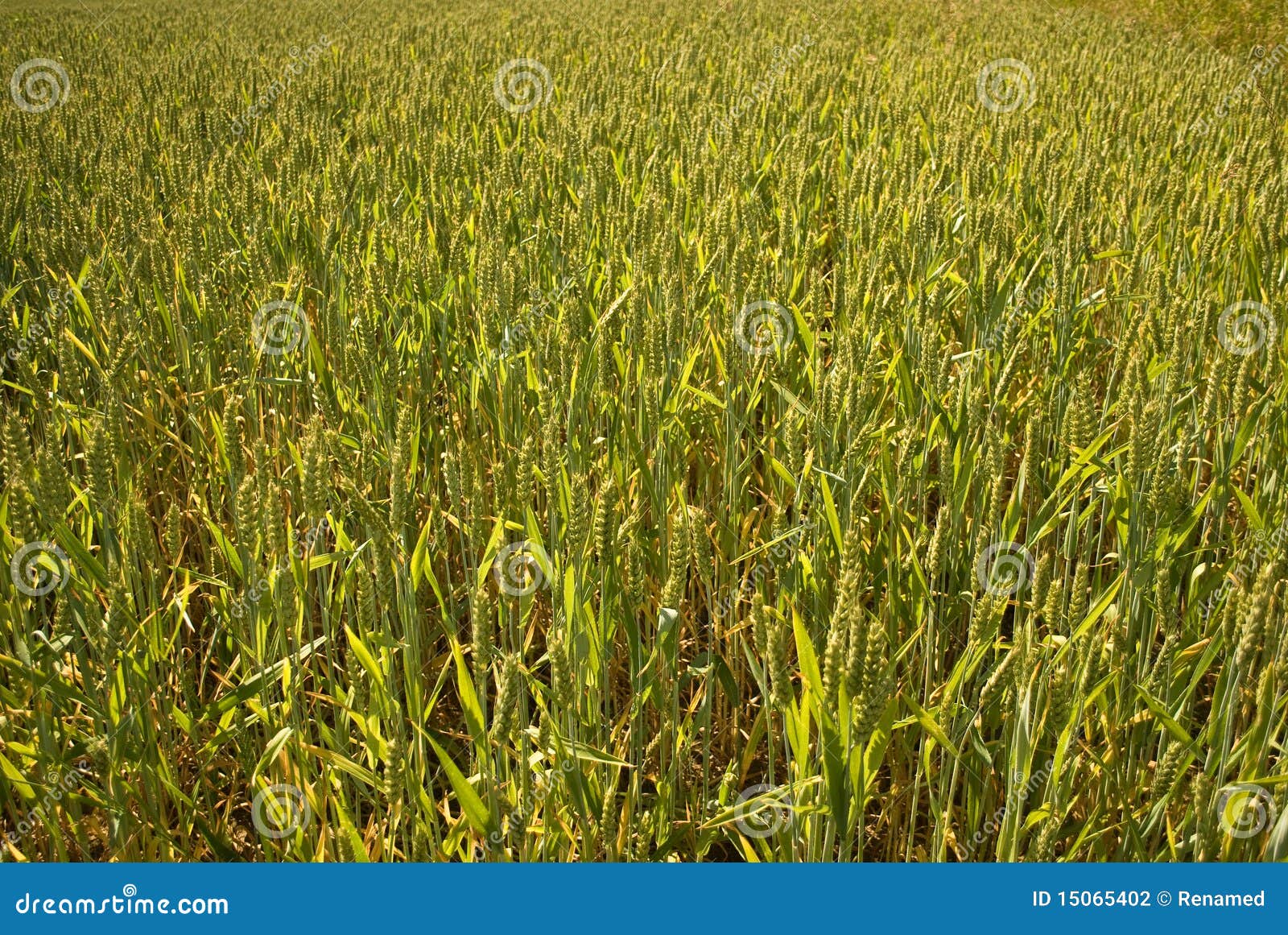 Young wheat plants stock photo. Image of farming, grain - 15065402