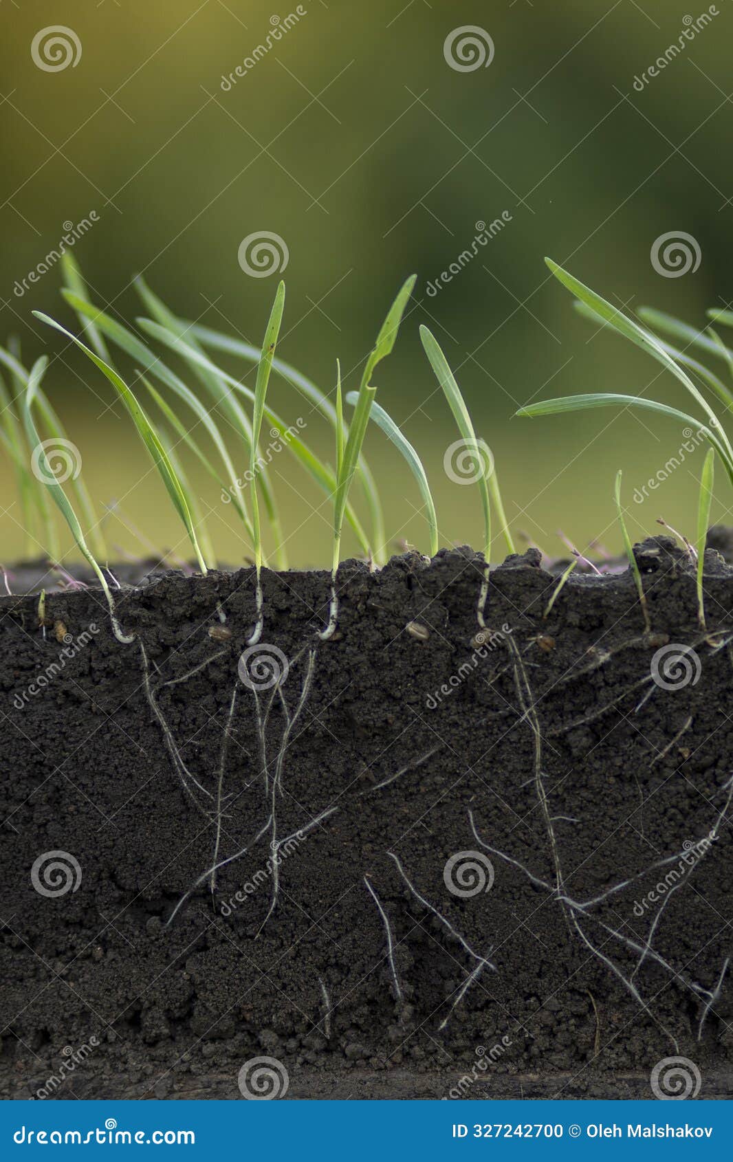 Young Wheat Plants with Roots in a Row Stock Photo - Image of ...