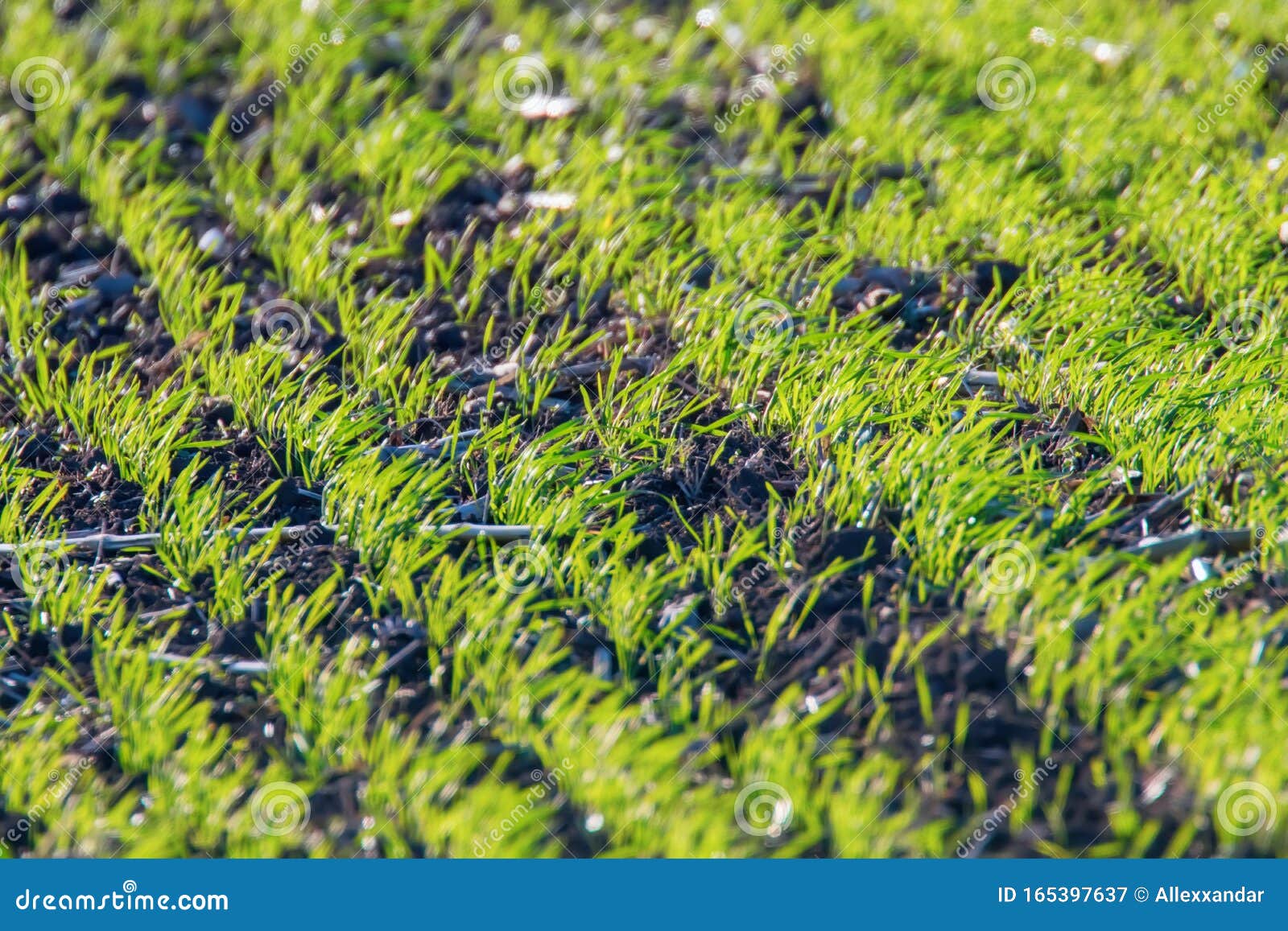 Young Wheat Seedlings Growing in a Field Stock Image - Image of organic ...