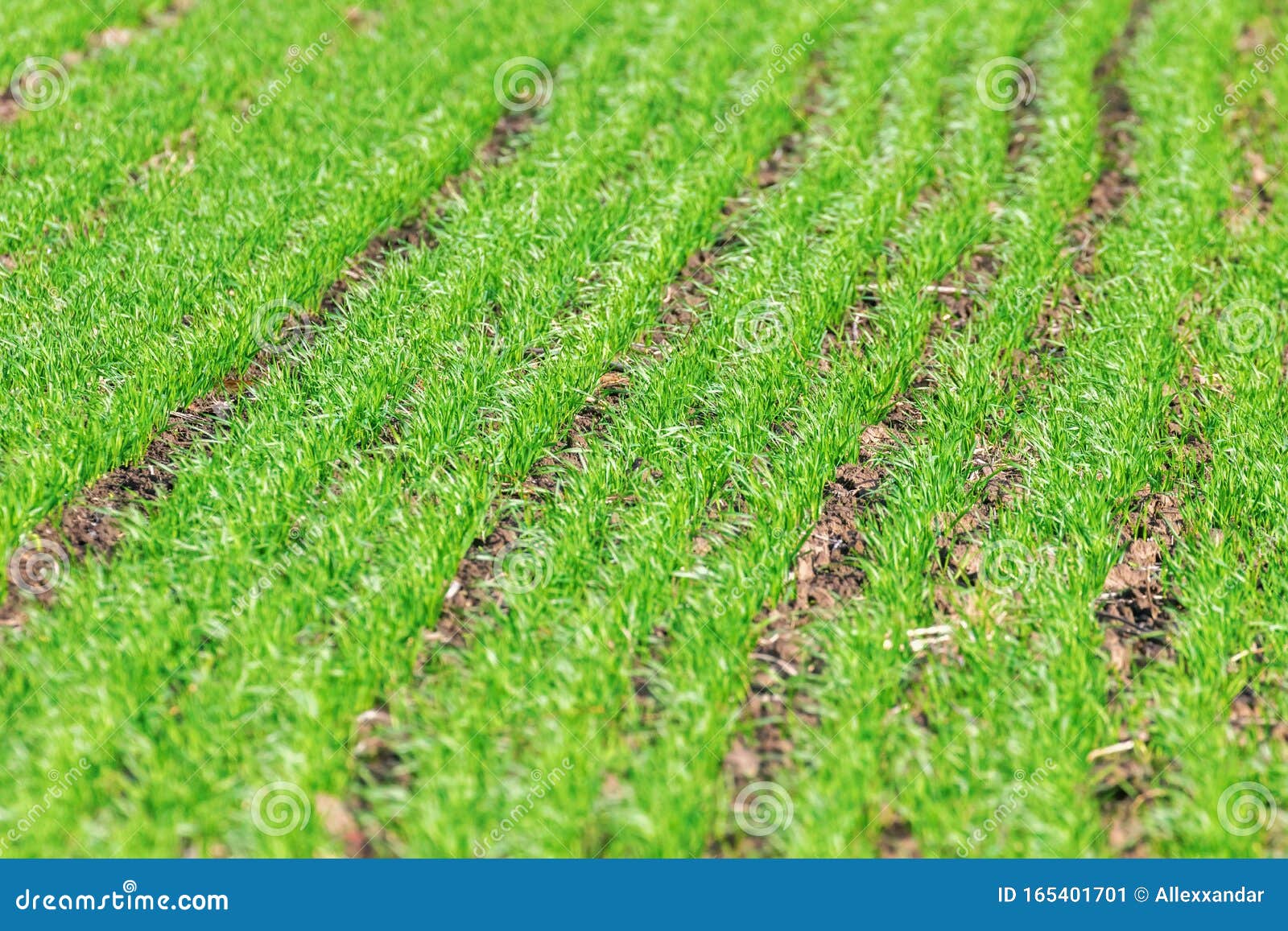Wheat Seedlings Stock Photos - Download 1,557 Royalty Free Photos