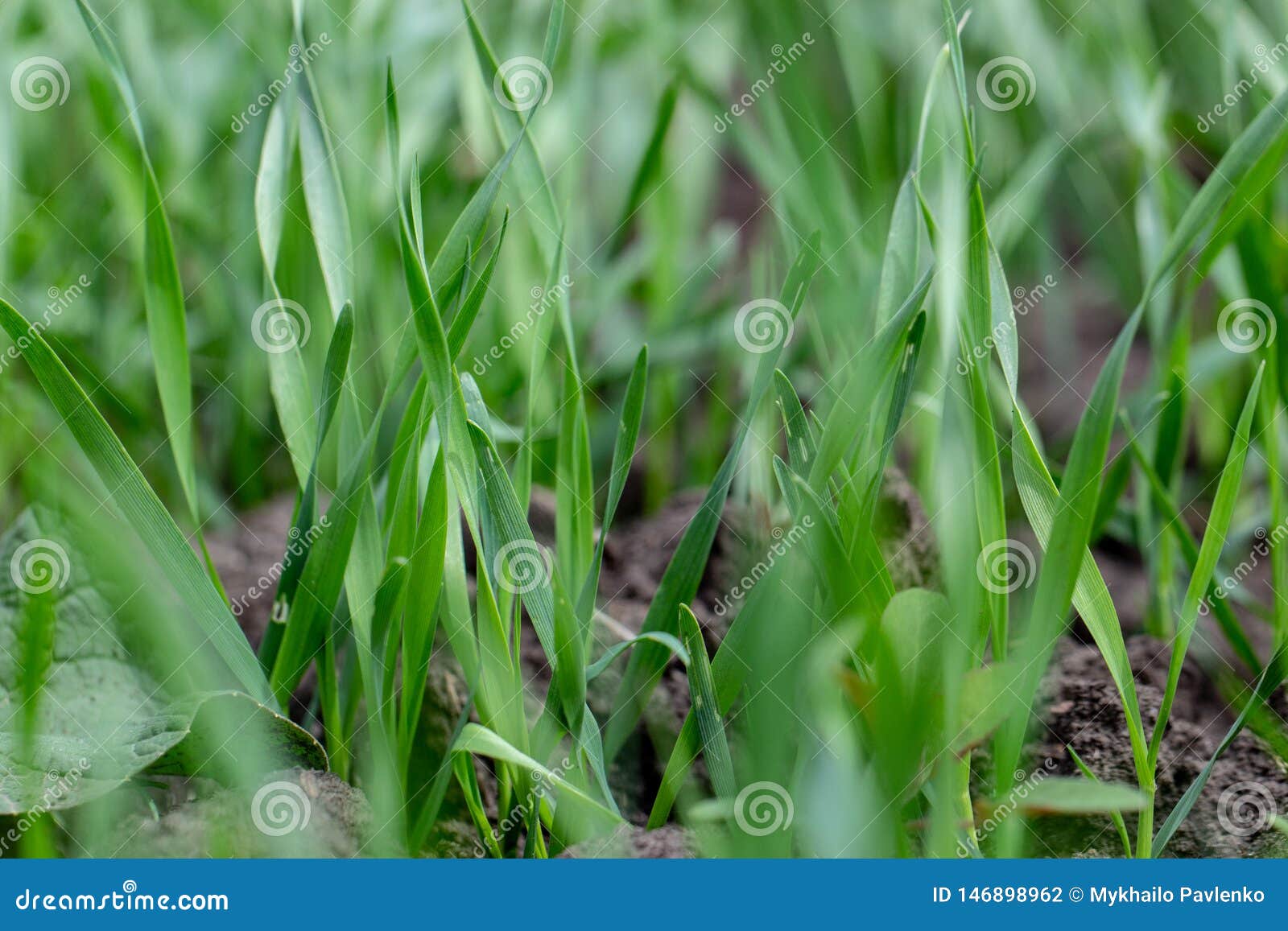 Young Wheat Seedlings Growing in a Field. Close Up Stock Photo - Image ...