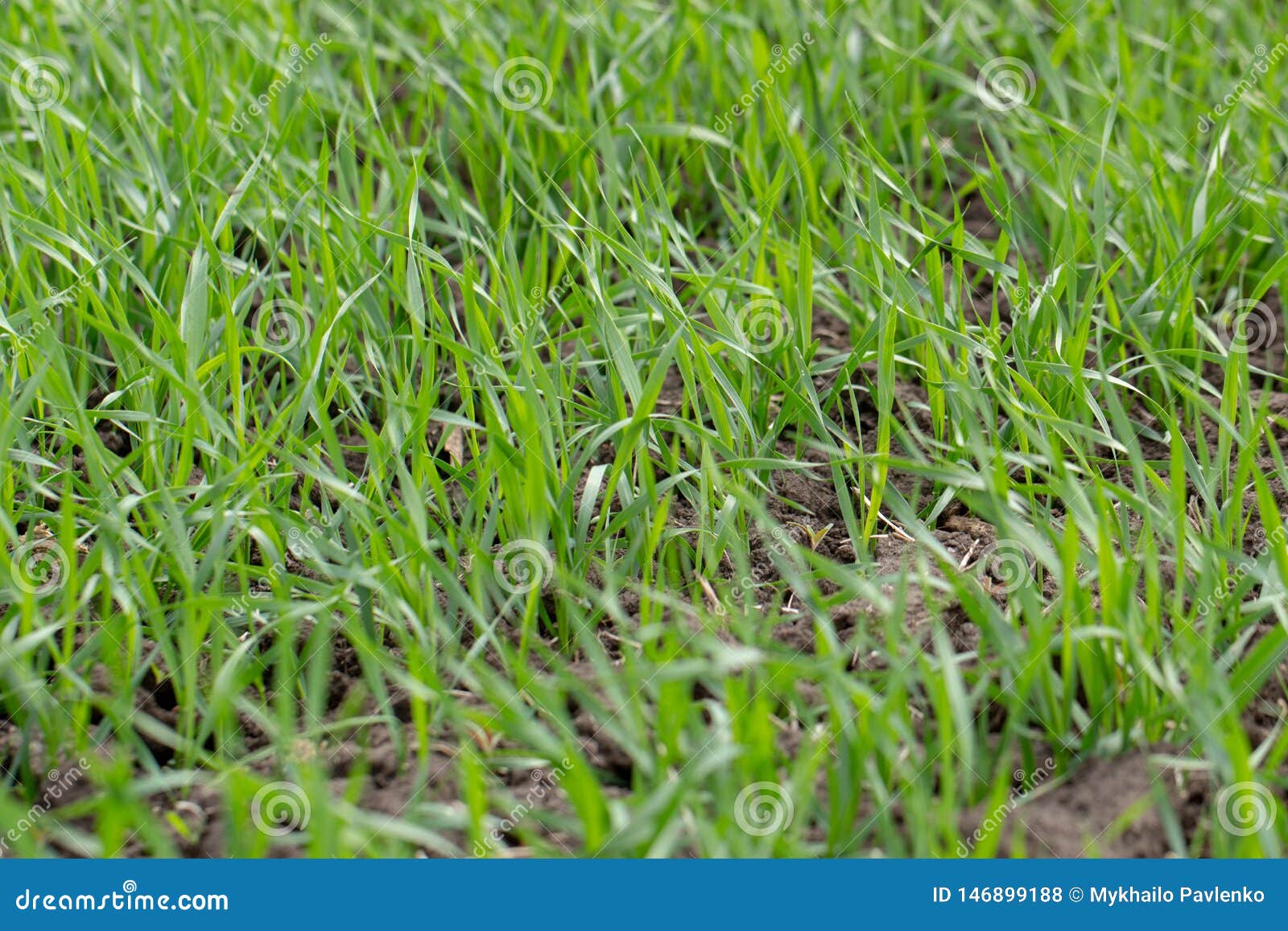 Young Wheat Seedlings Growing in a Field. Close Up Stock Photo - Image ...