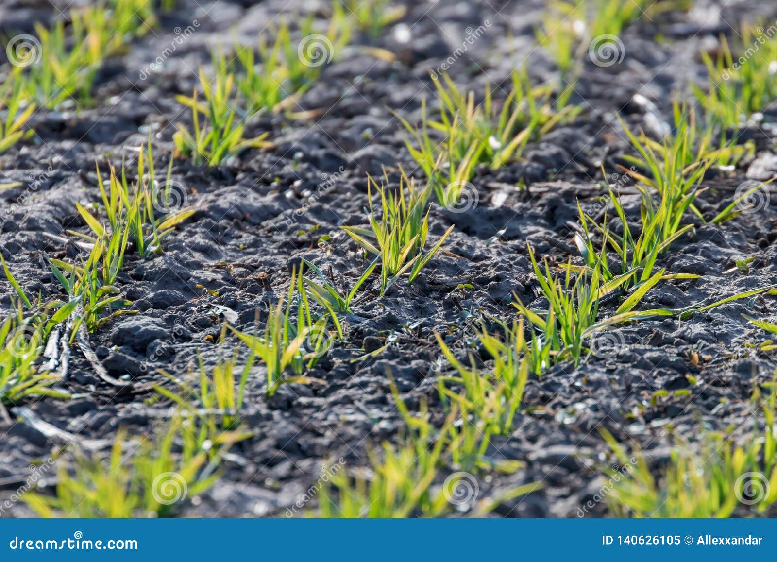 Young Wheat Seedlings Growing in a Field, Close Up on Sprouting Wheat ...