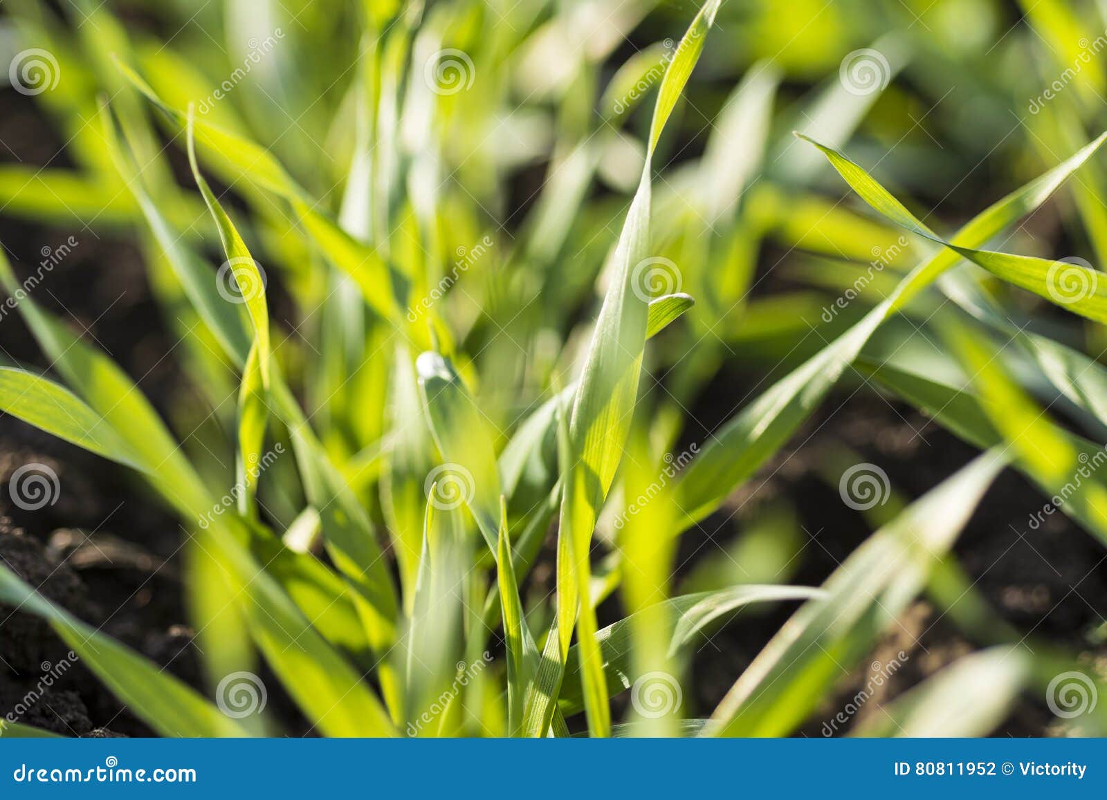 Young Wheat Sprouts Growing in the Field Close Up Stock Photo - Image ...