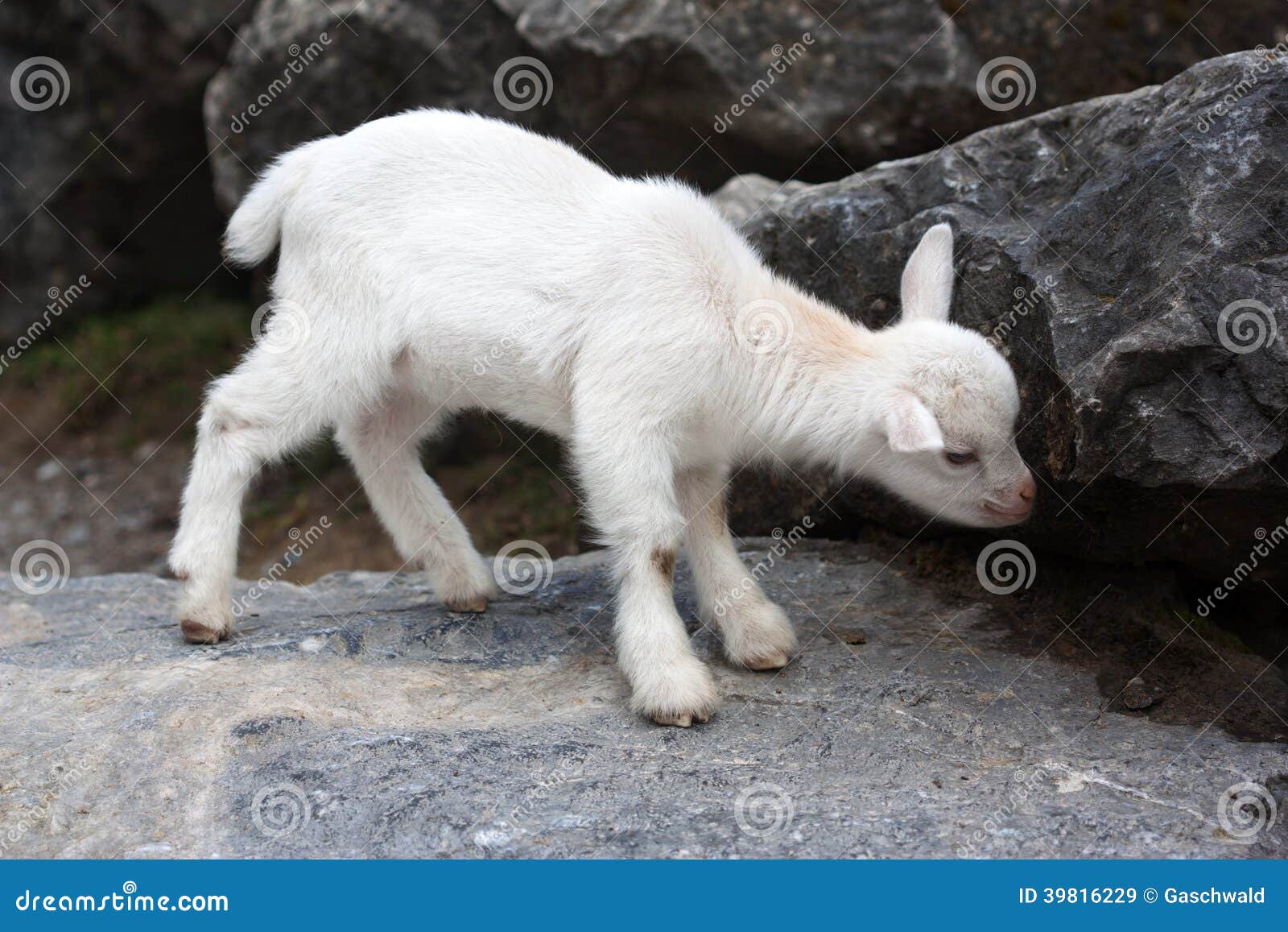 Young white baby goat stock image. Image of white, goat - 39816229