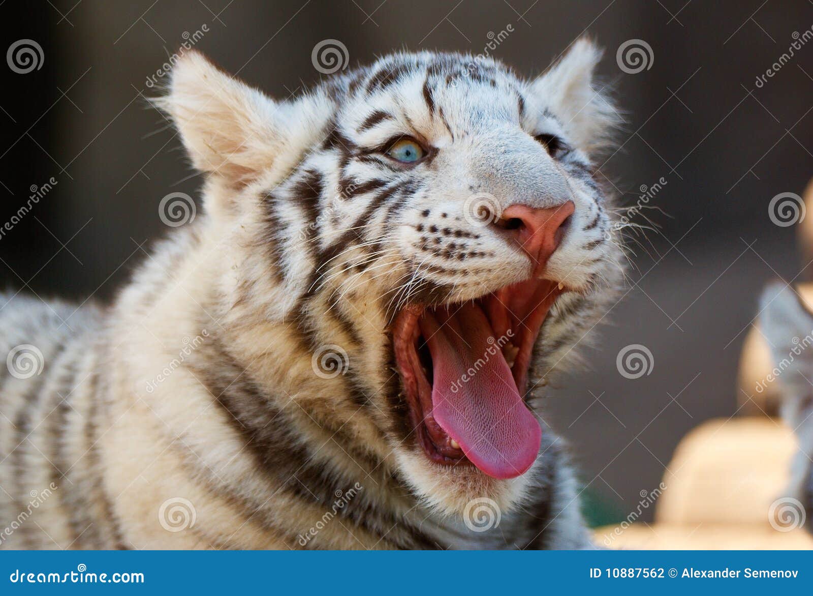 Young White Bengal Tiger stock photo. Image of fear, bengal - 10887562