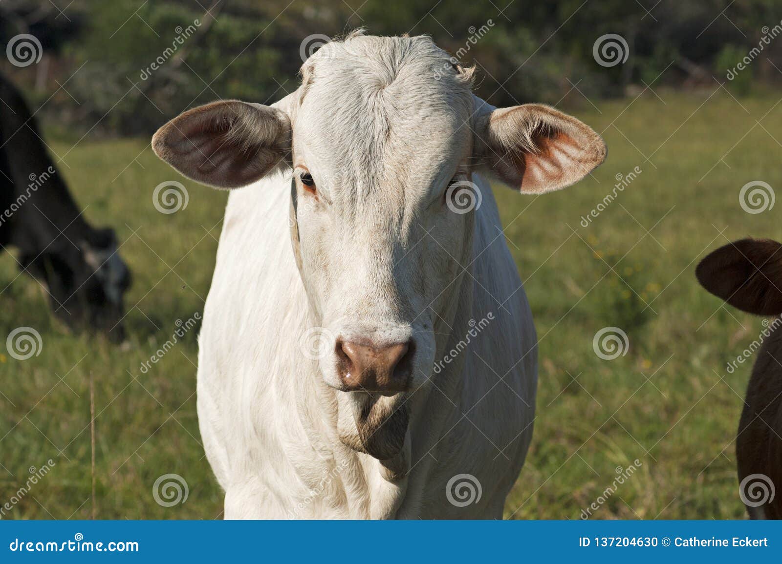 White Brahman Cattle Stock Photography | CartoonDealer.com #85387340