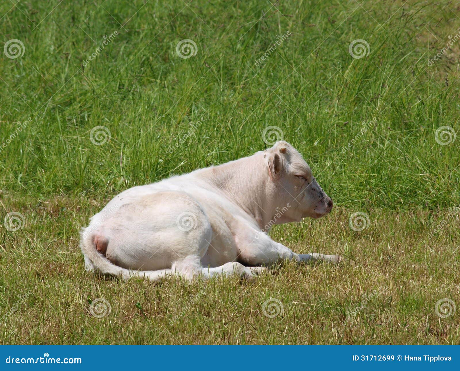 Young White Bull Resting in the Pasture Stock Image - Image of farming ...