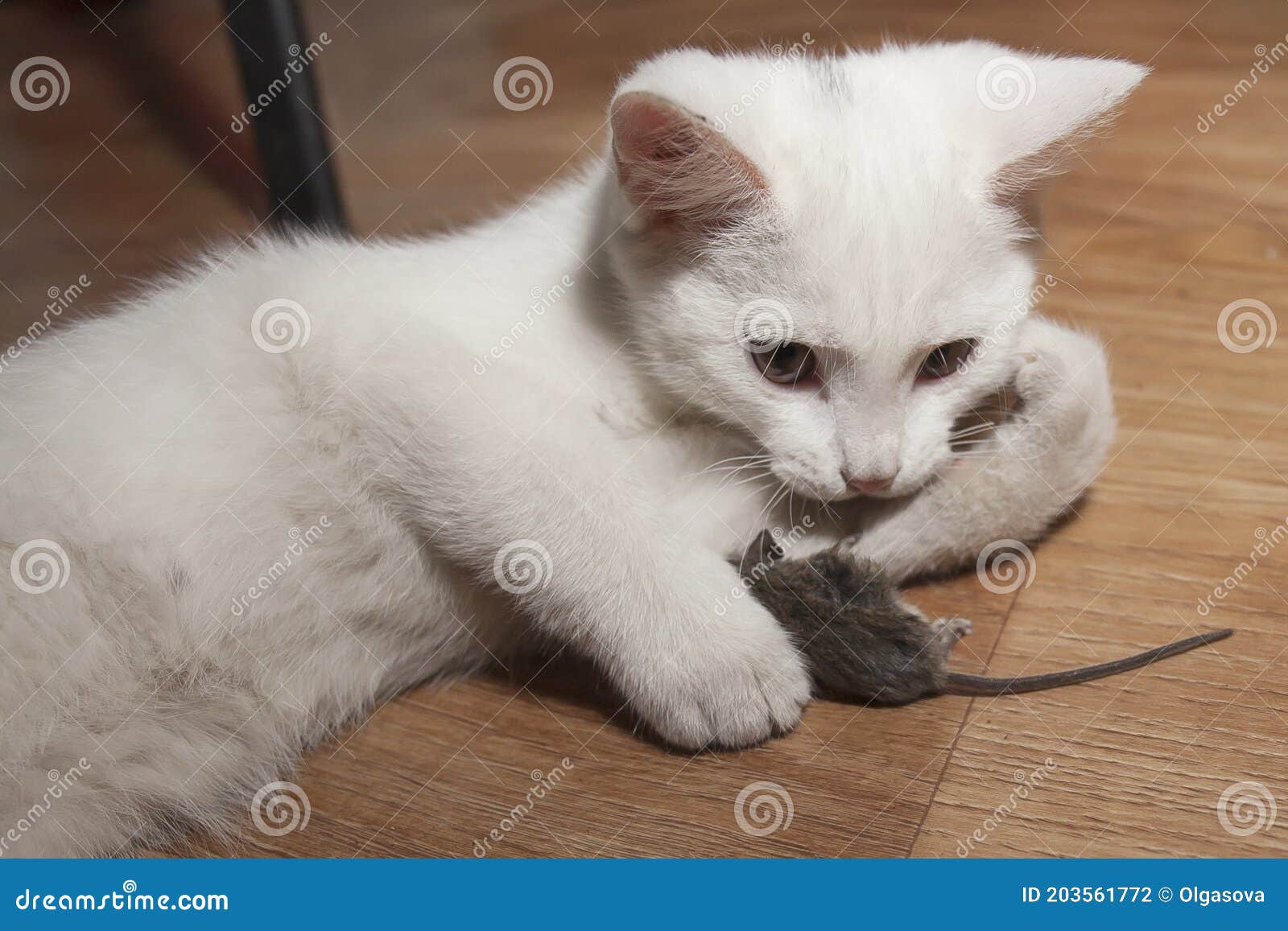 Young White Cat Caught a Mouse and is Watching it, Stock Photo - Image ...
