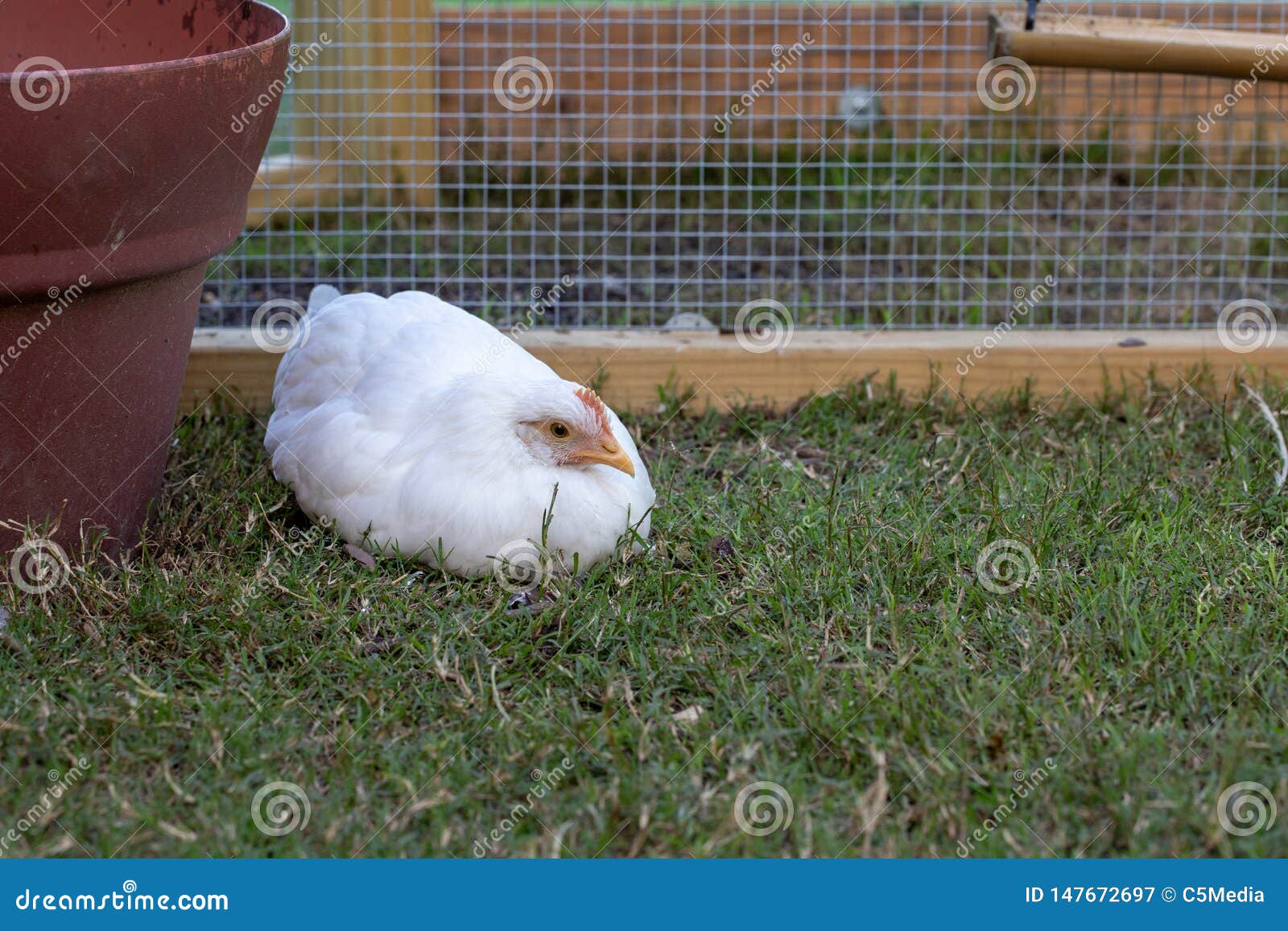 Young White Chicken Resting in the Coop Stock Image - Image of female ...
