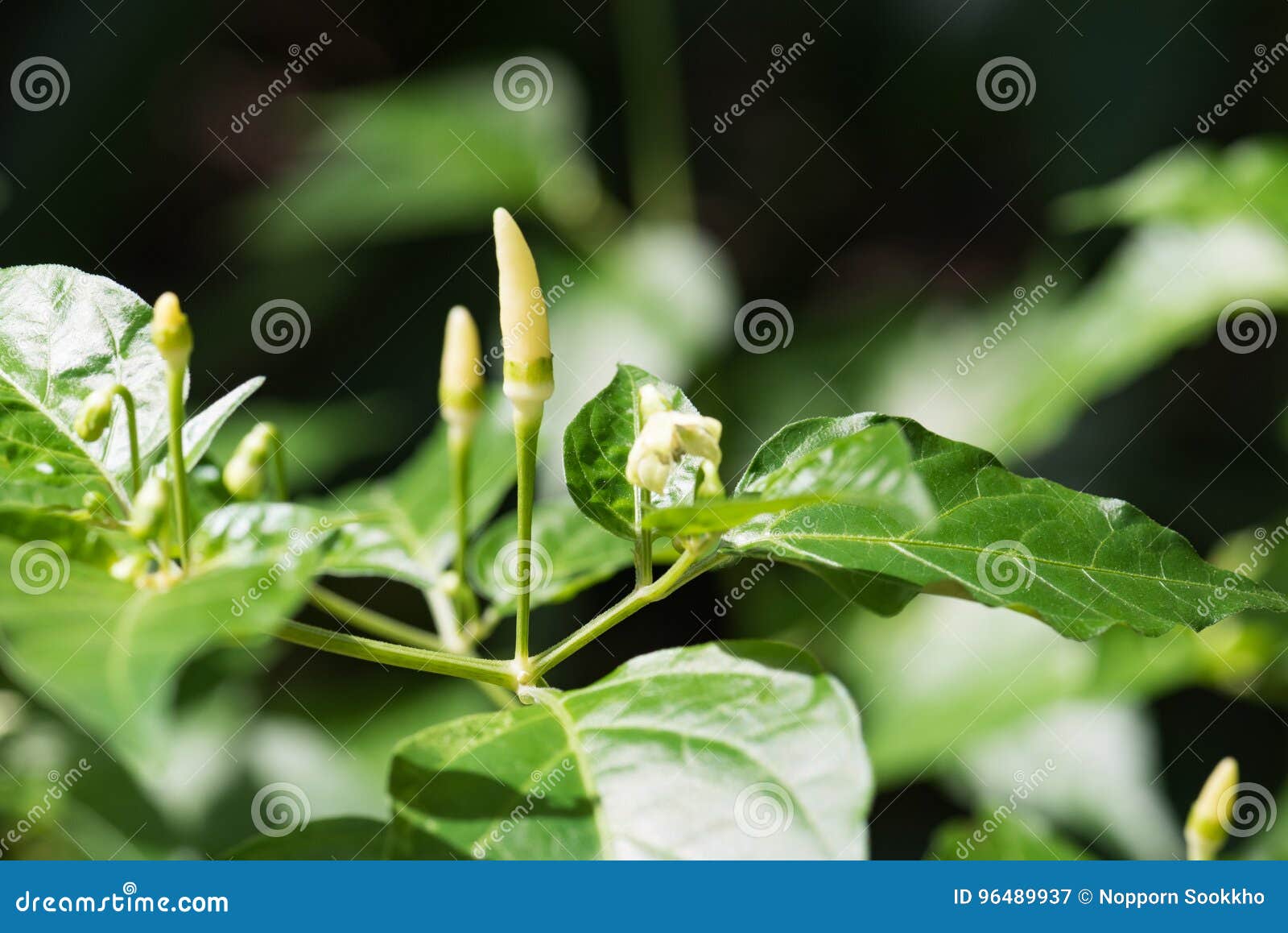 Young white chilli stock image. Image of tree, green - 96489937