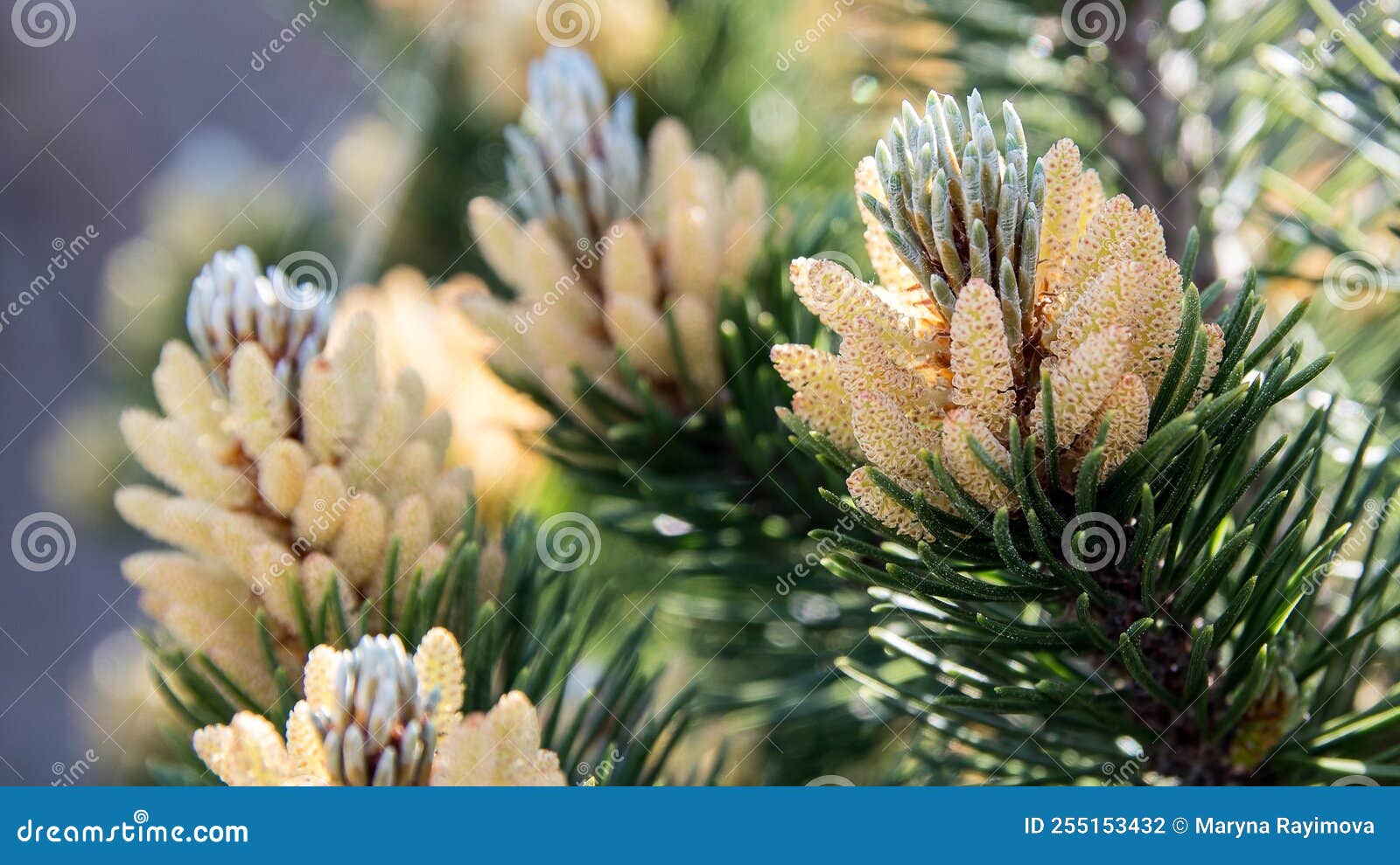 Young White Cones on the Spruce Stock Photo - Image of nature, purple ...