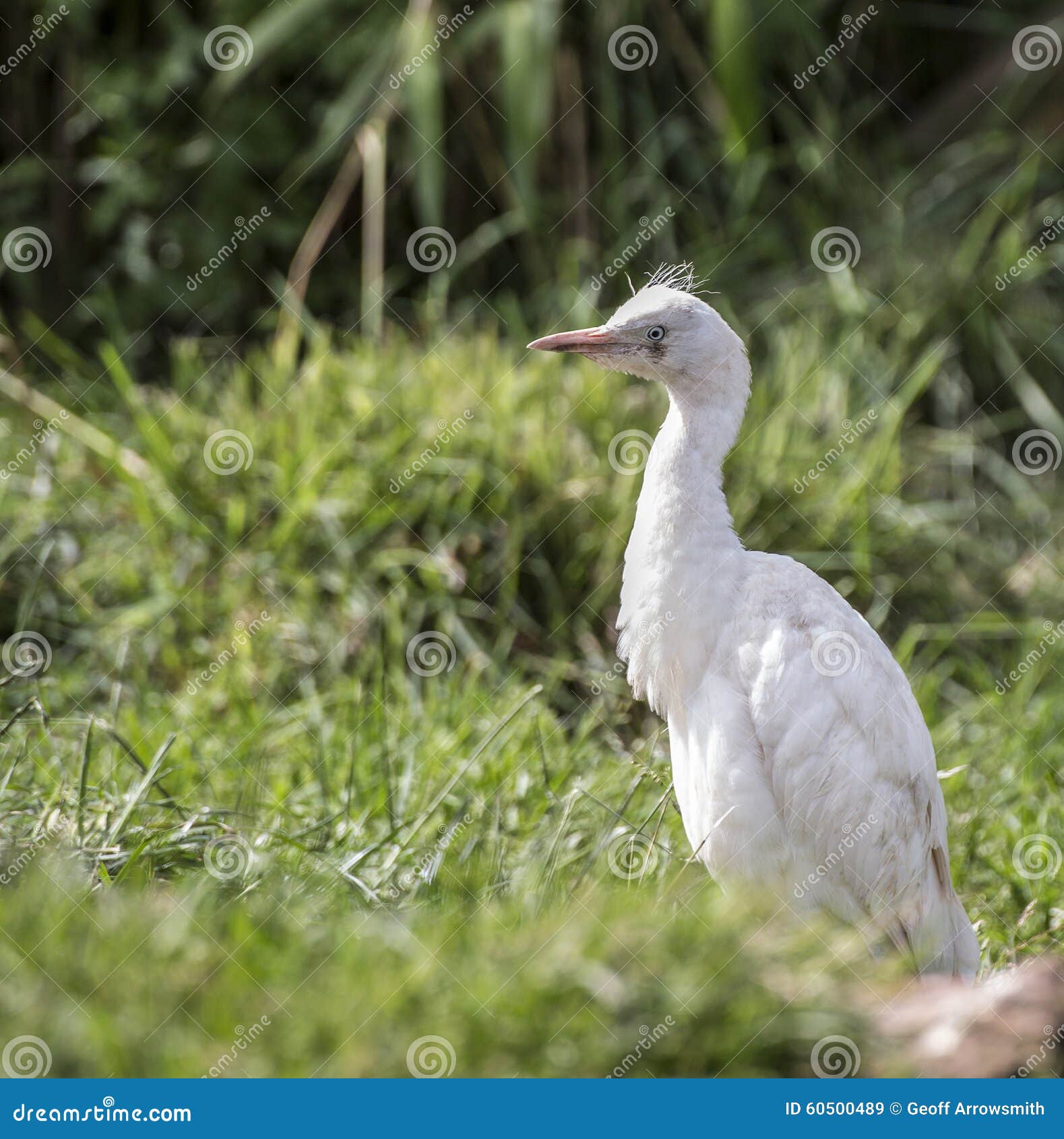 Young White Egret stock image. Image of egret, bird, eager - 60500489