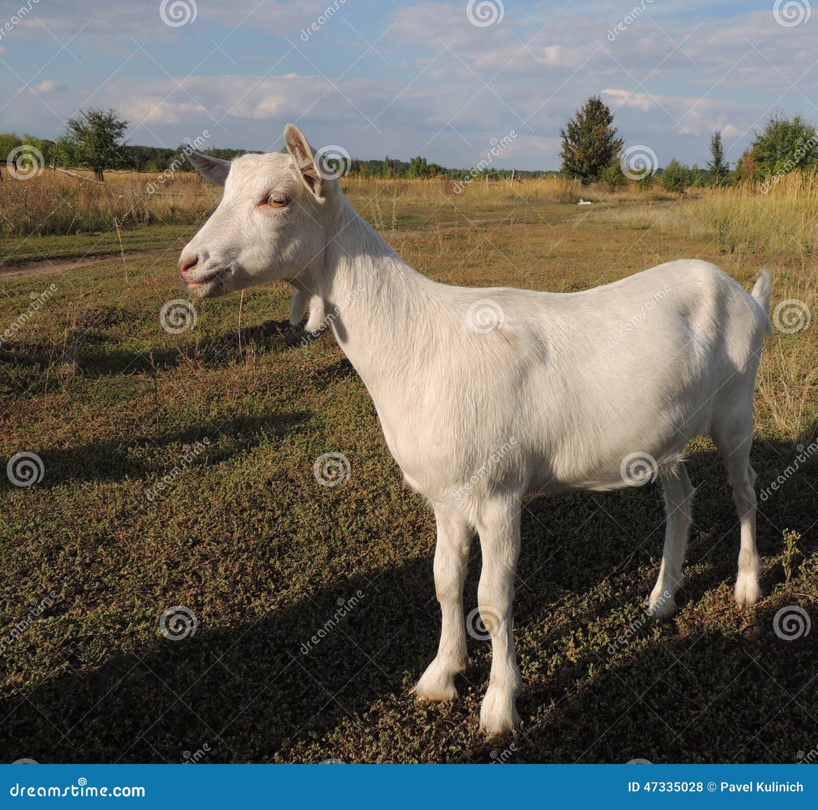 Young white she-goat stock photo. Image of milk, agriculture - 47335028
