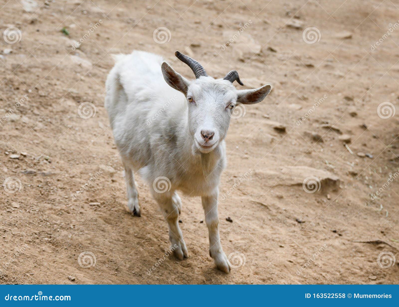 Young White Goat with Horns are Gazing and Smiling Stock Photo - Image ...