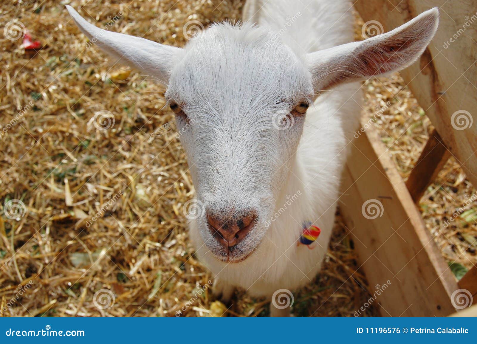 Young white goat portrait stock photo. Image of domestic - 11196576