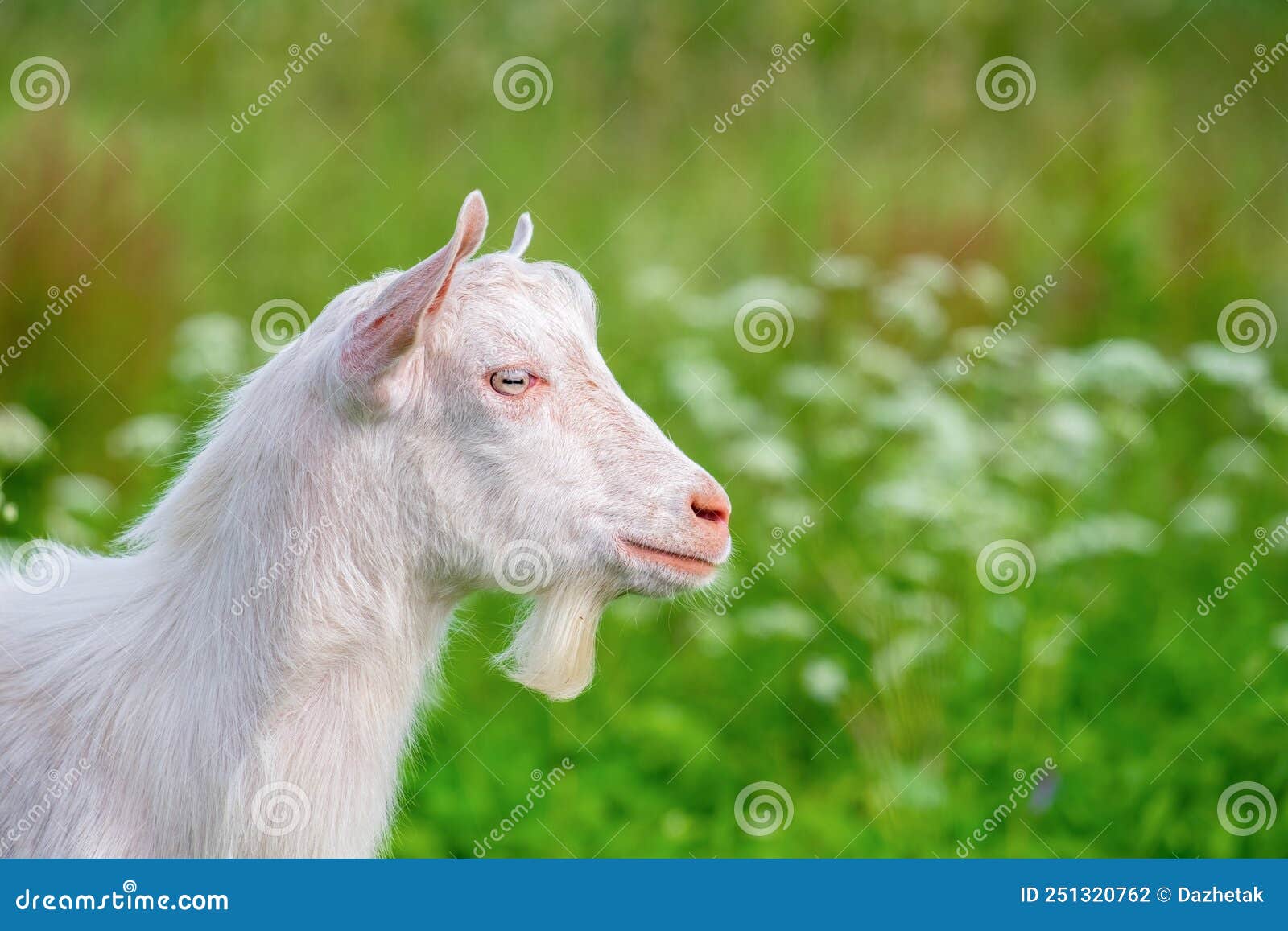 Goat Profile Stock Image | CartoonDealer.com #27113083