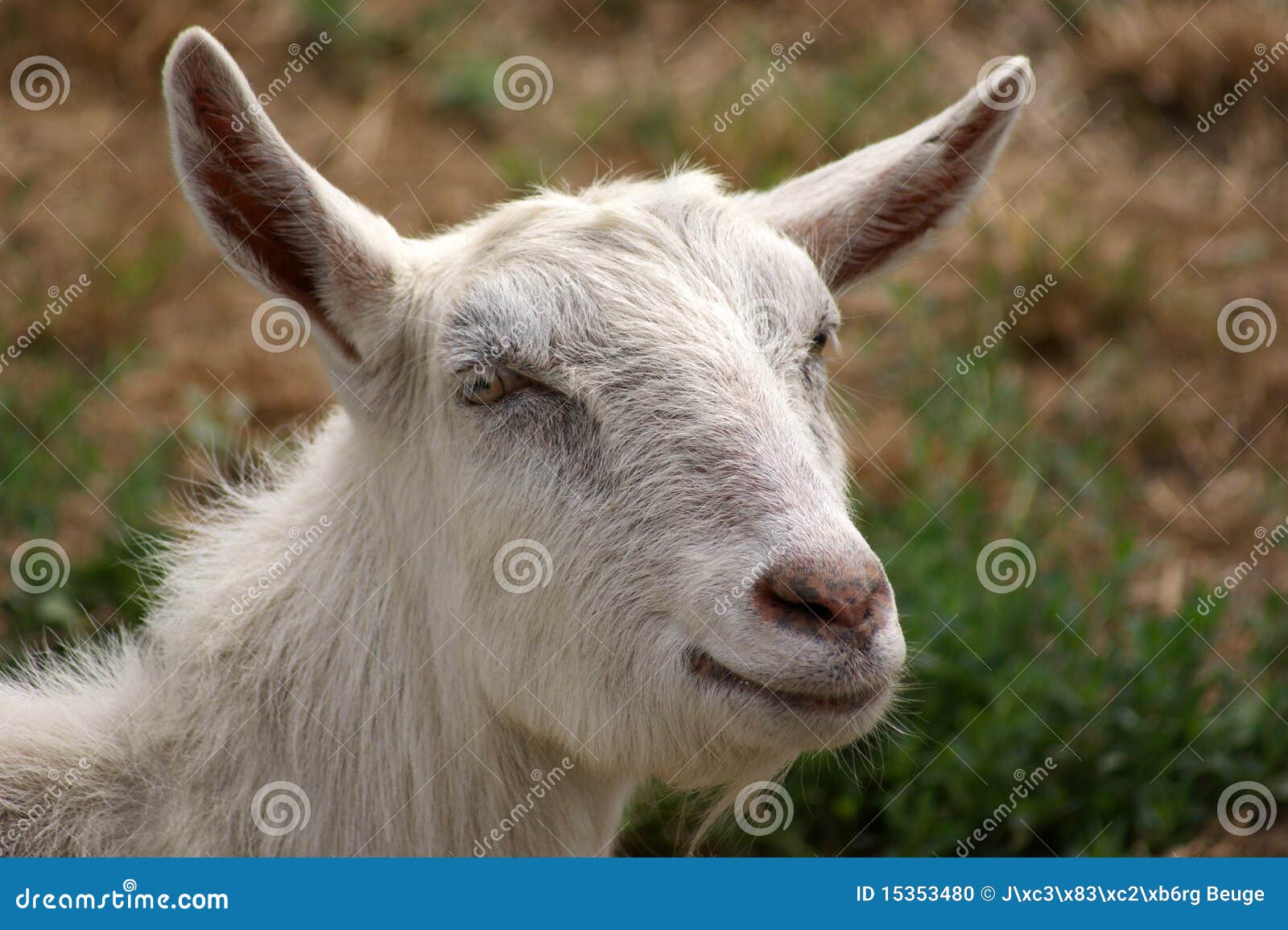 Young white hornless goat stock photo. Image of young - 15353480