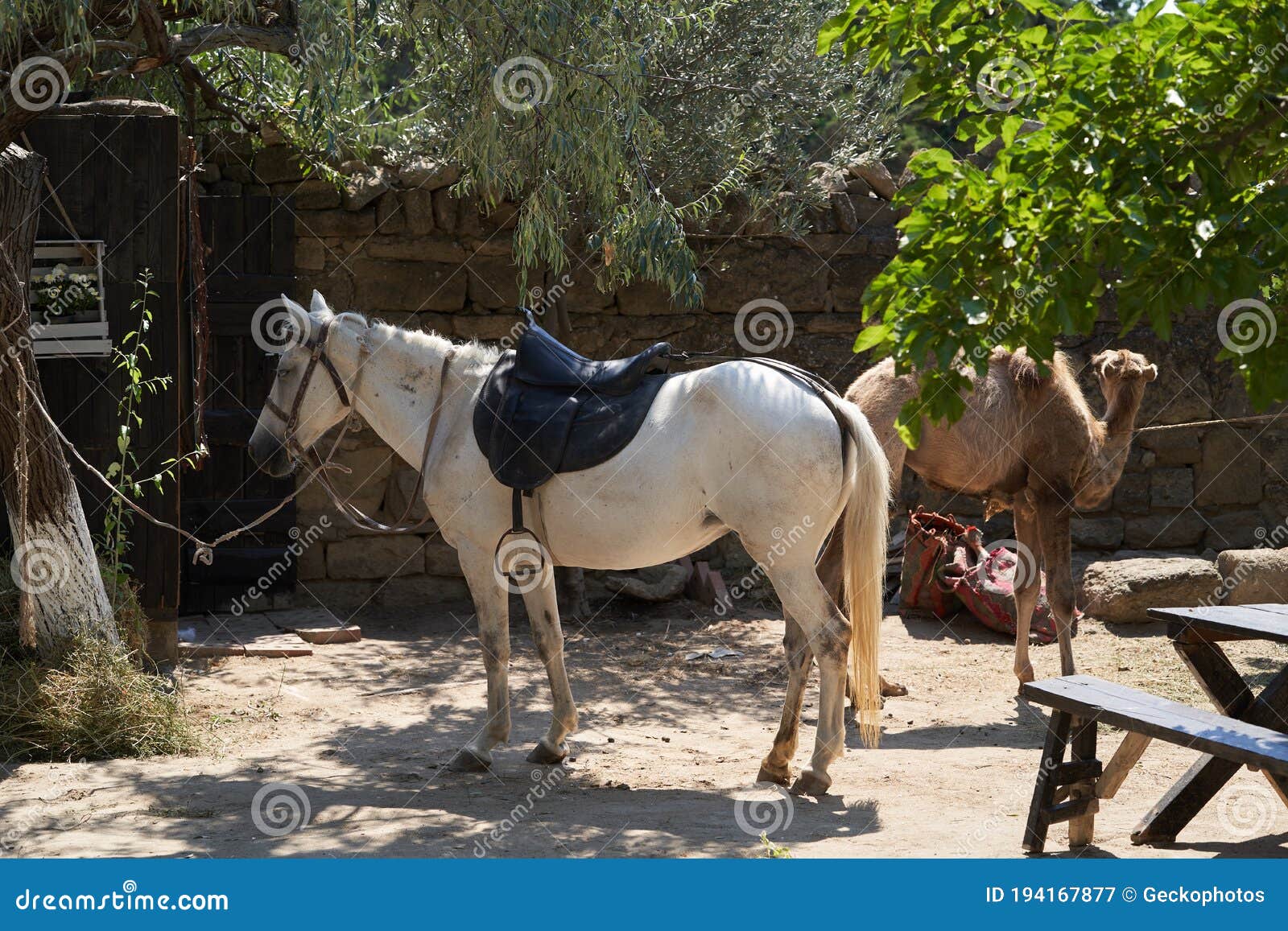 Young White Horse and Camel Standing Under the Tree Stock Image - Image ...