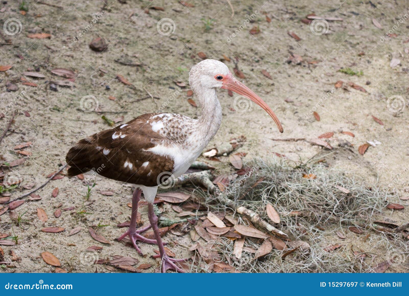 Young white ibis stock image. Image of young, water, beak - 15297697