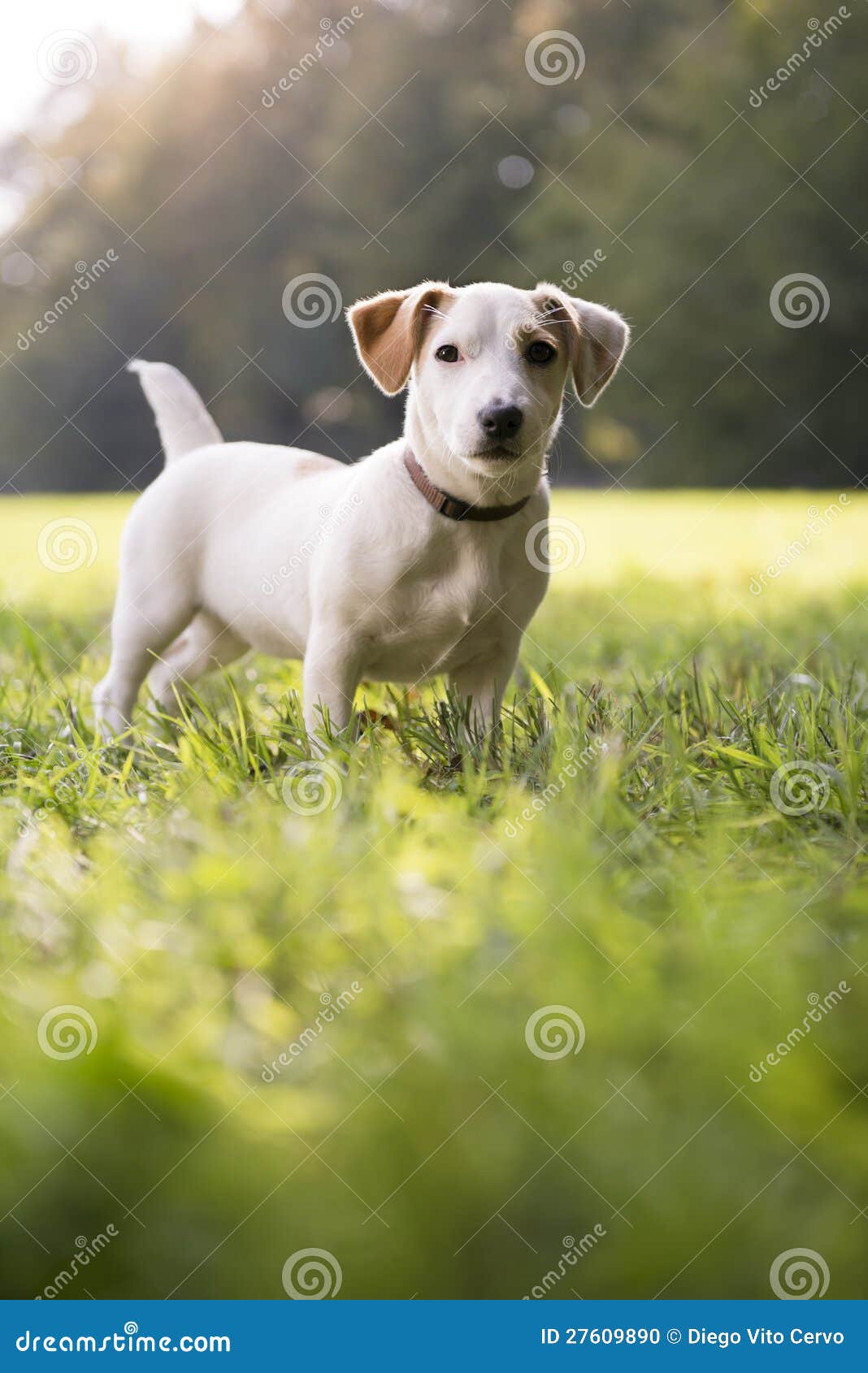 Young White Jack Russell on Grass in Park Stock Photo - Image of canine ...