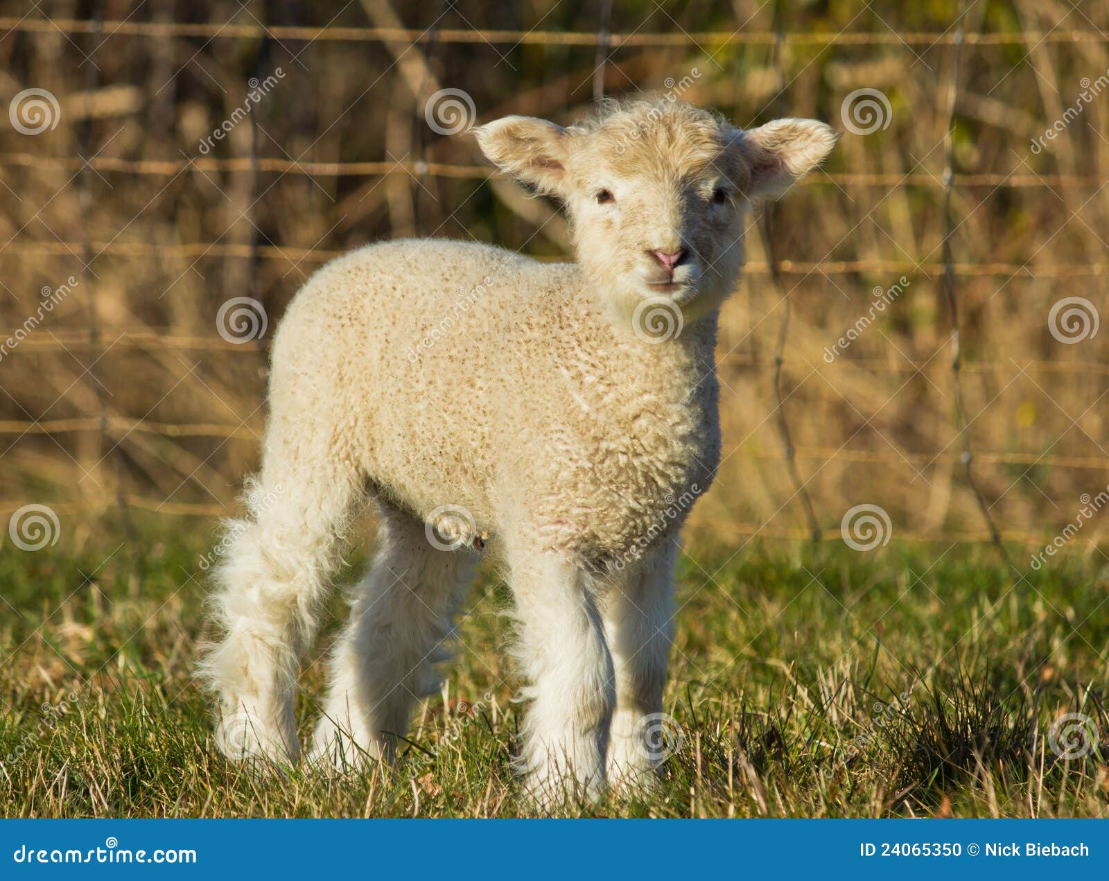 Young white Lamb stock photo. Image of nature, juvenile - 24065350