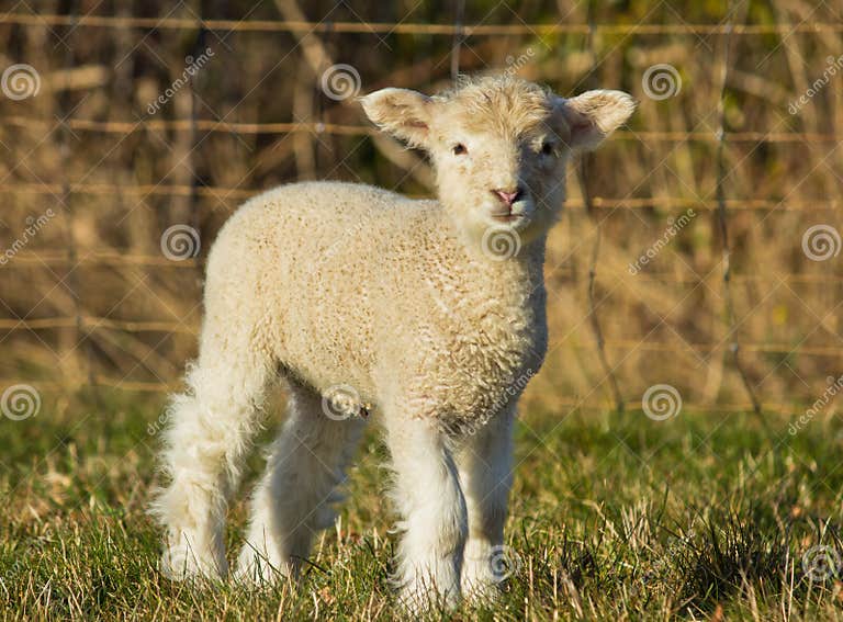 Young white Lamb stock photo. Image of nature, juvenile - 24065350