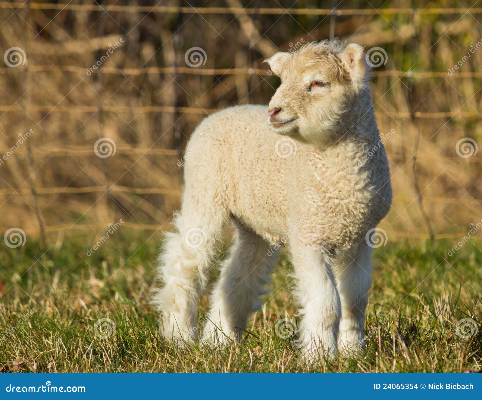 Young white Lamb stock photo. Image of meadow, mammal - 24065354