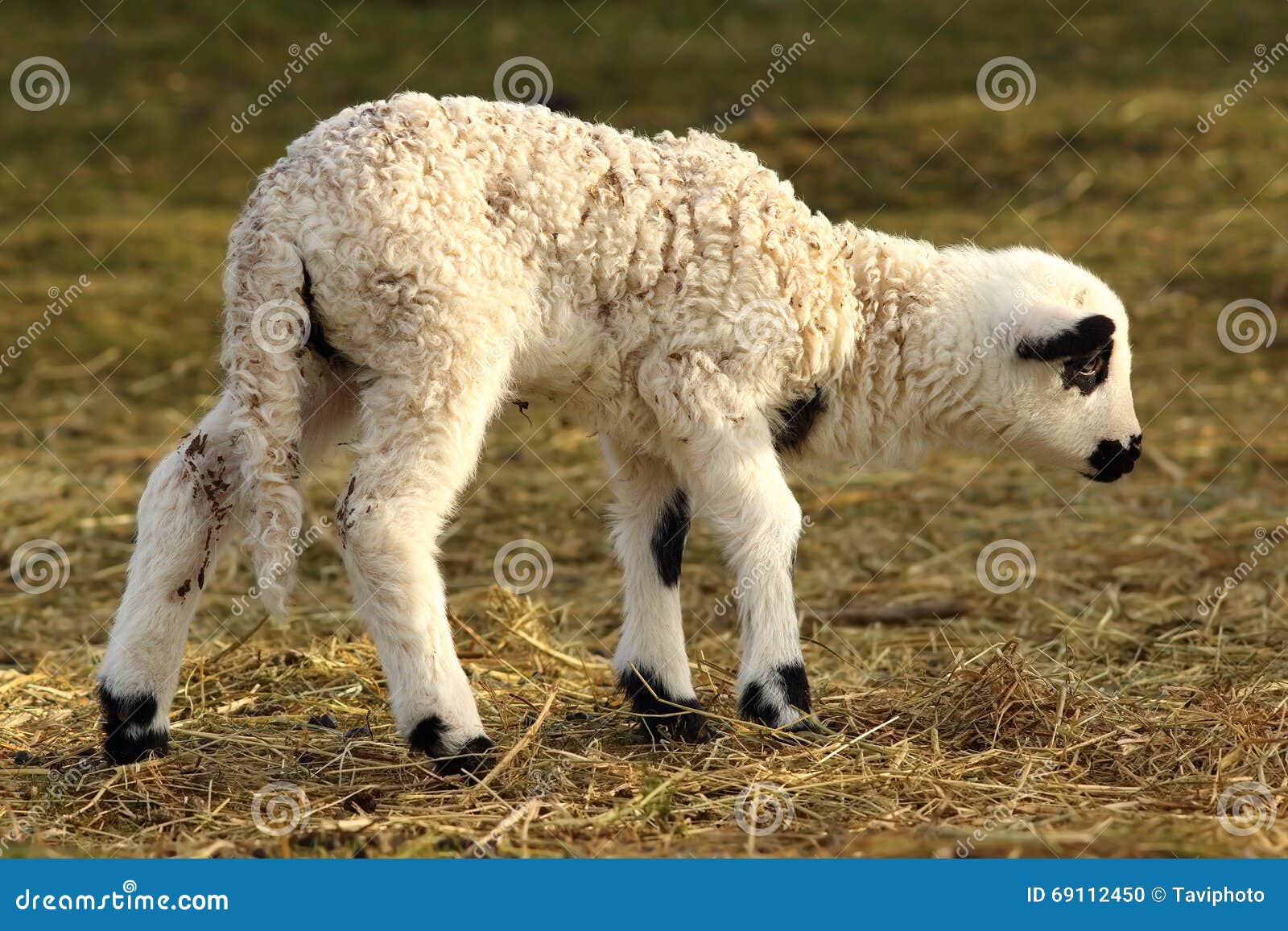 Young white lamb stock photo. Image of white, lamb, soft - 69112450