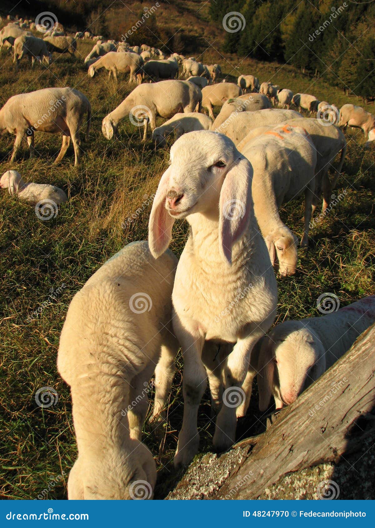 Young White Lamb in a Flock in the Mountain Stock Photo - Image of ...