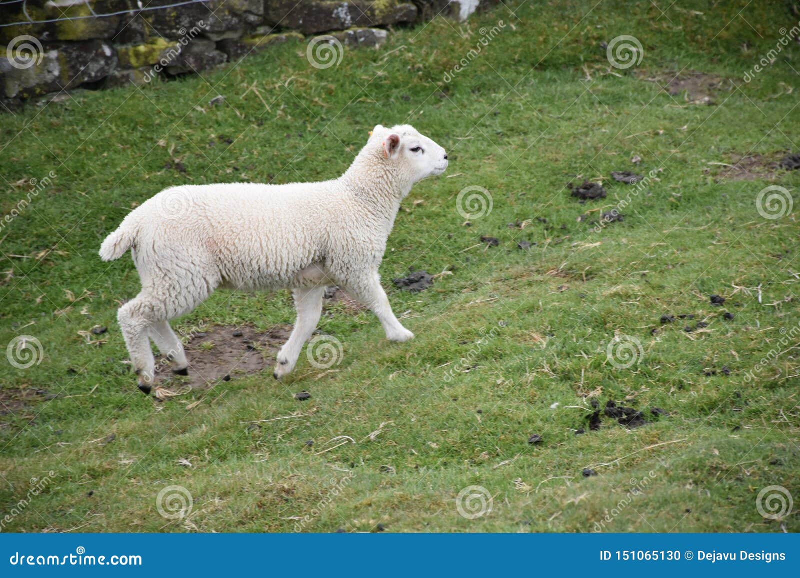 Young White Lamb Running in a Grass Field Stock Photo - Image of lambs ...