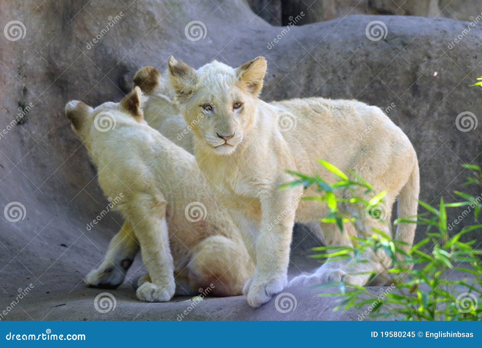 Young White Lion Cub stock image. Image of adorable, predator - 19580245