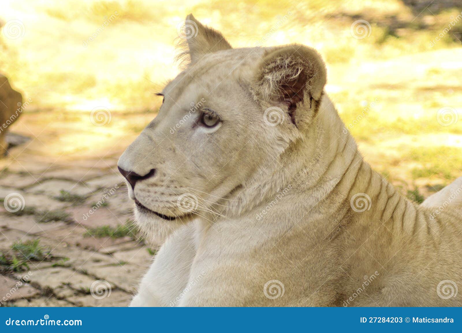 Young white lioness stock image. Image of mammal, mouth - 27284203