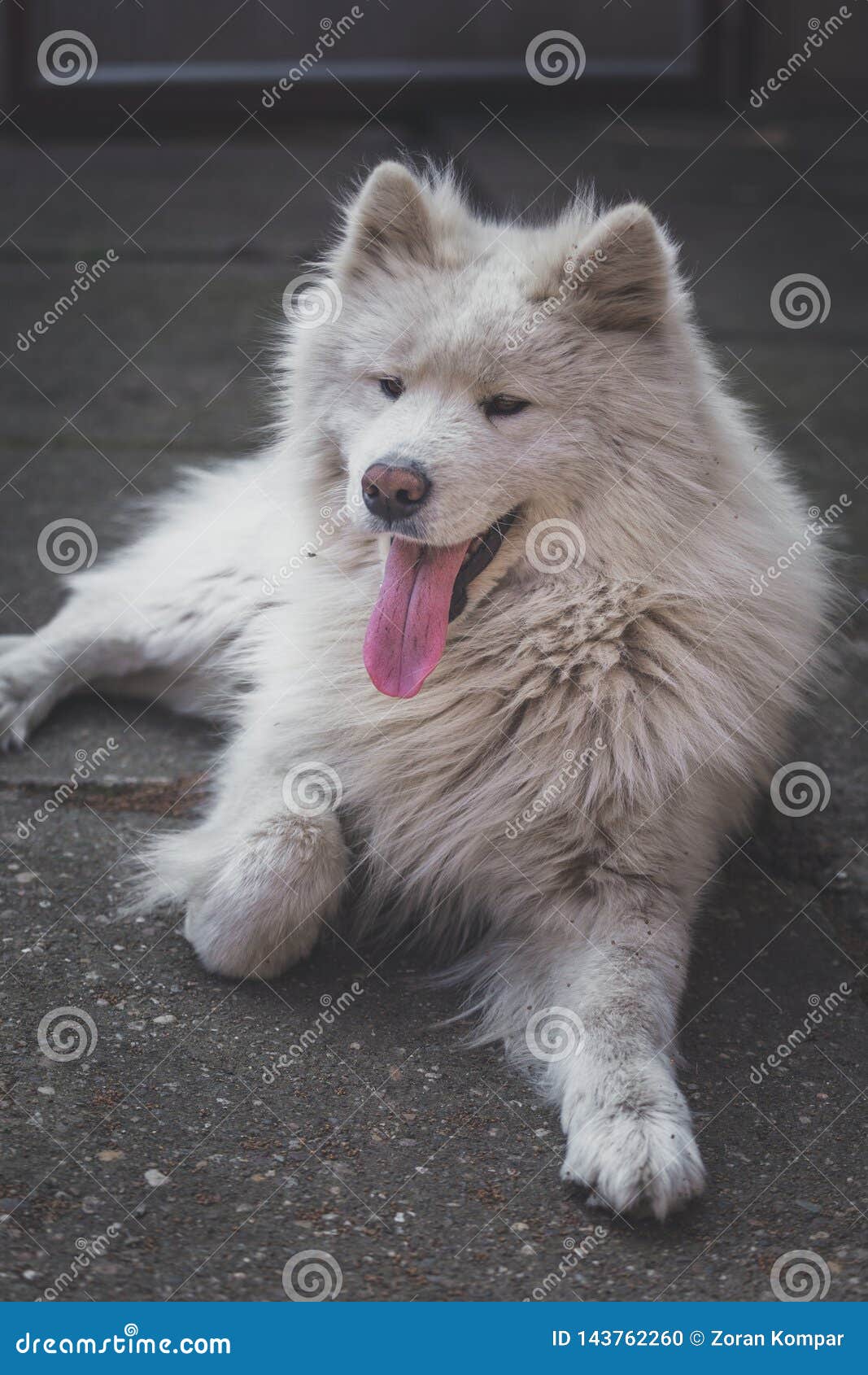 Young White Male Samoyed Lies in the Yard Stock Photo - Image of animal ...