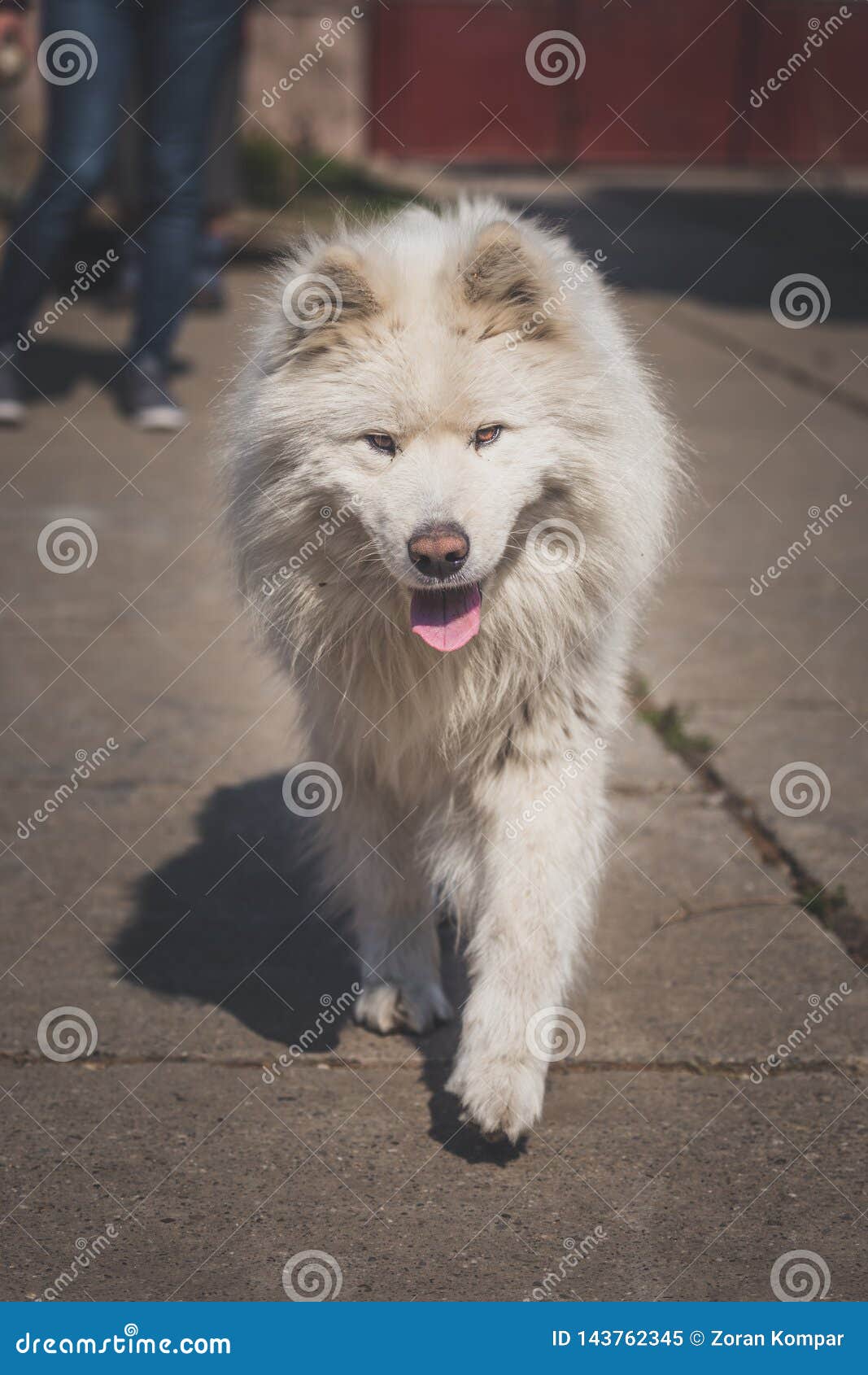 Young White Male Samoyed Slowly Walk Around the Yard Stock Image ...