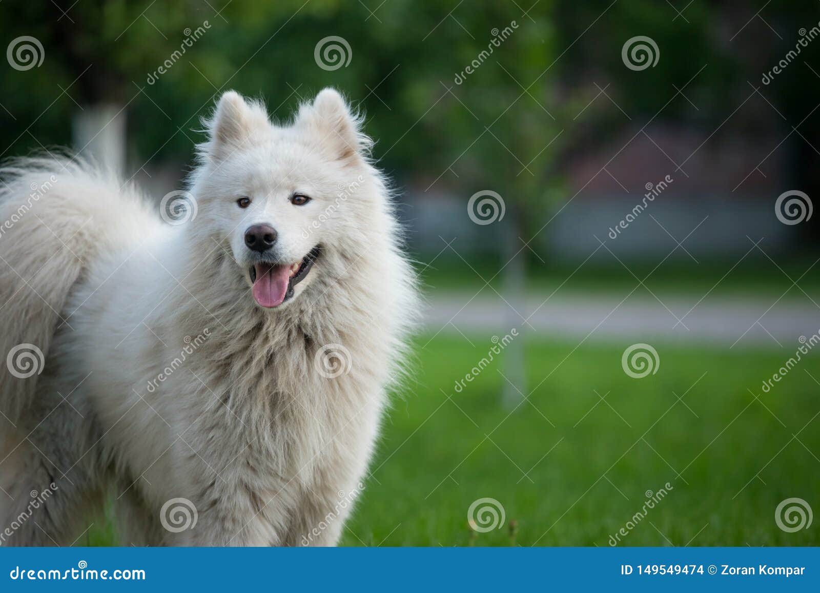 Young White Male Samoyed Stands on Green Grass Stock Photo - Image of ...