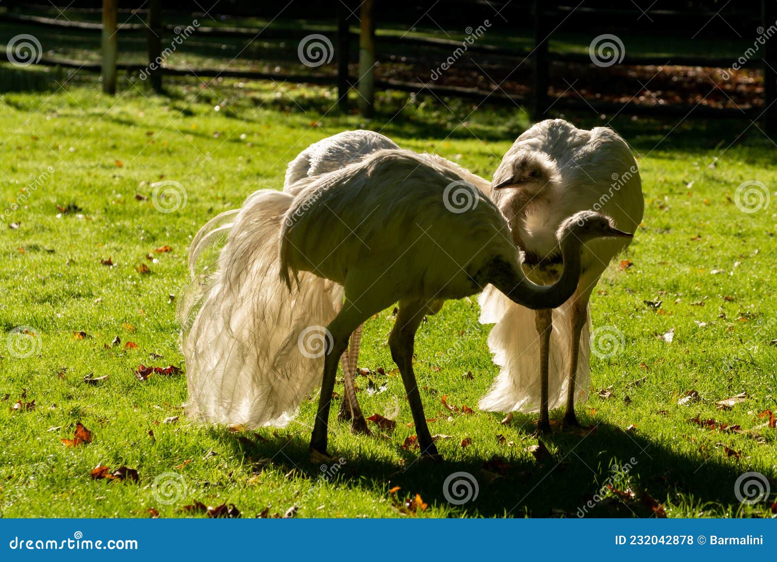 Ostrich. Birds. Long Ostrich Neck With Large Brown Eyes Royalty-Free ...