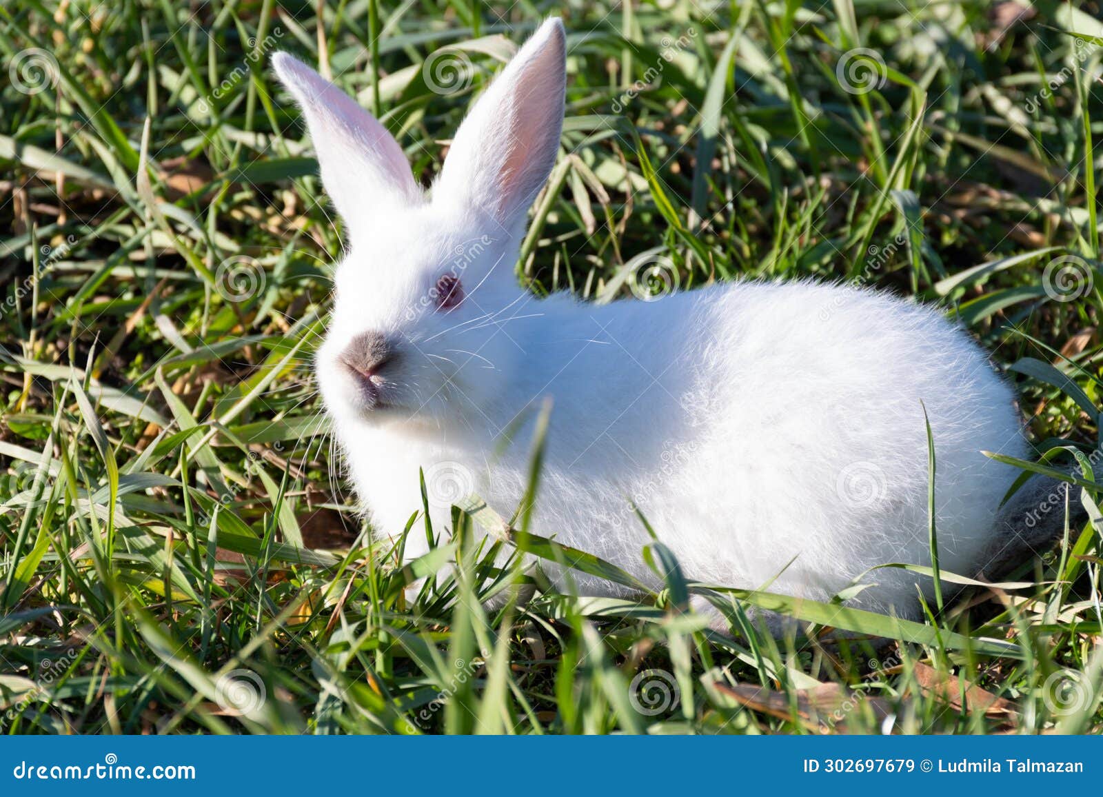 Young White Rabbit in the Grass Looks at the Camera Stock Image - Image ...