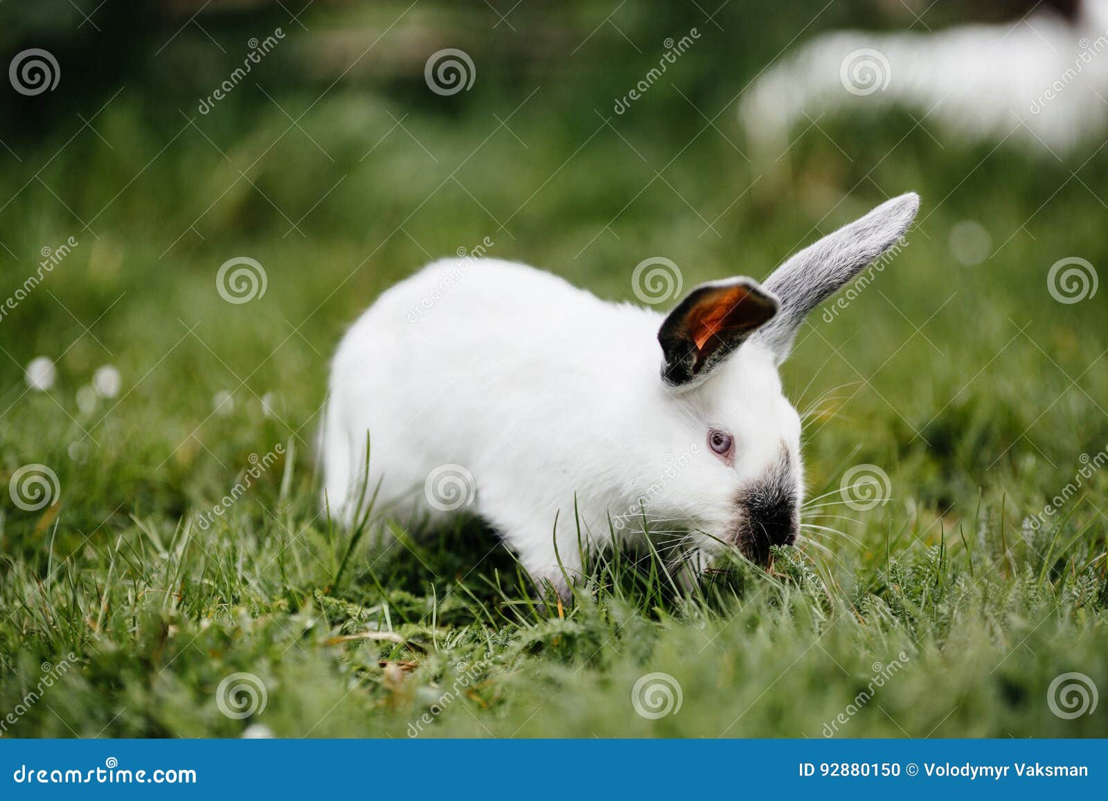 Young White Rabbit in Green Grass in Spring Stock Photo - Image of ...