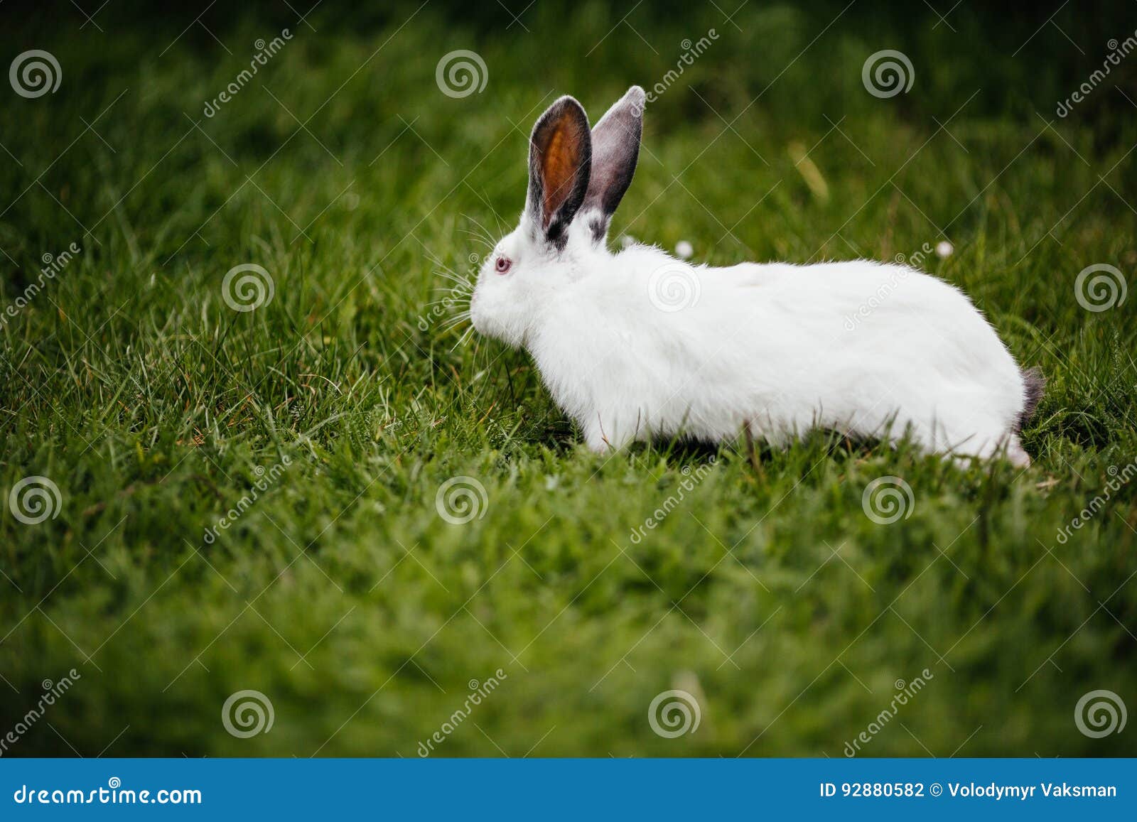 Young White Rabbit in Green Grass in Spring Stock Photo - Image of ...