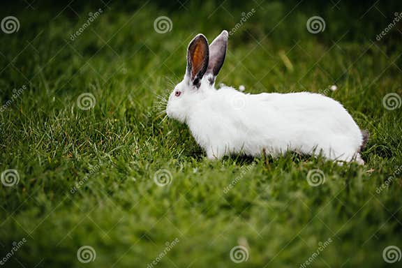 Young White Rabbit in Green Grass in Spring Stock Photo - Image of ...