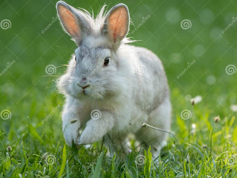 Young white rabbit hopping stock image. Image of chordata - 95994853