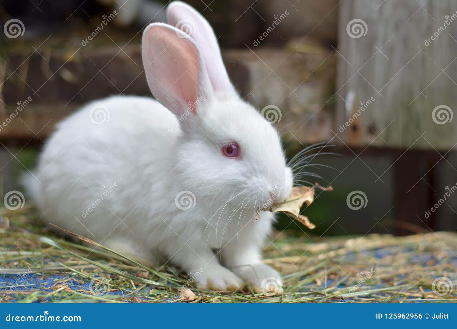 Young White Rabbit on the Farm Stock Photo - Image of animal, mammal ...