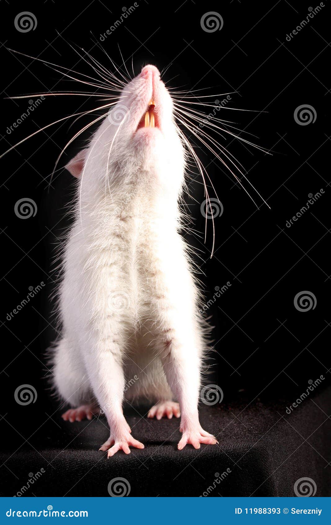 Young White Rat Looking Up Stock Photos - Image: 11988393