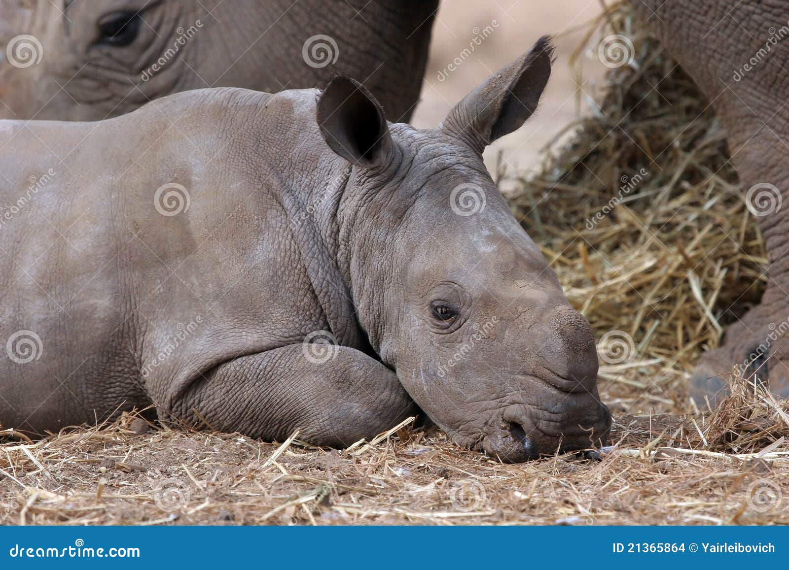 Young white rhino stock photo. Image of horned, nature - 21365864
