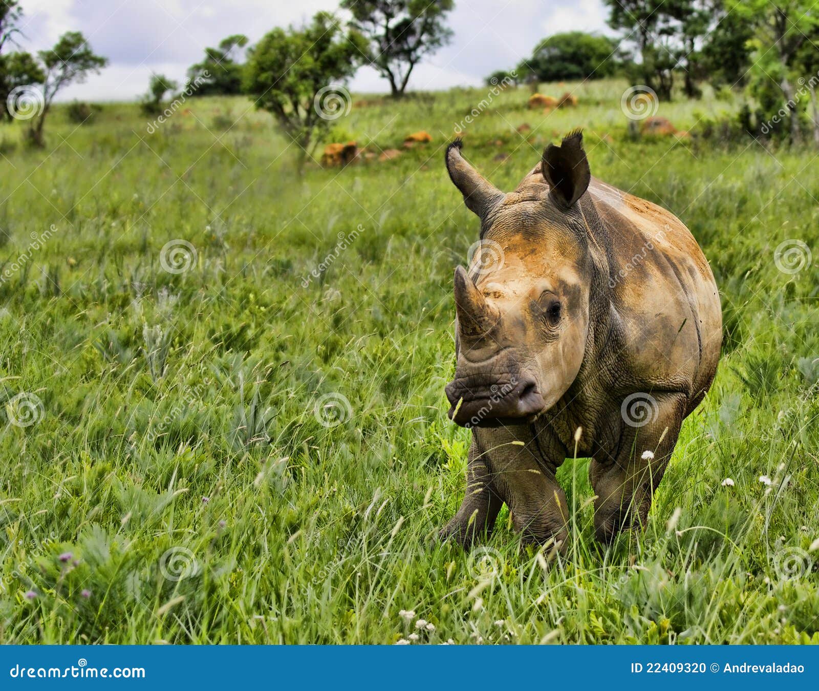 Young White Rhino stock photo. Image of rhino, rhinocerous - 22409320