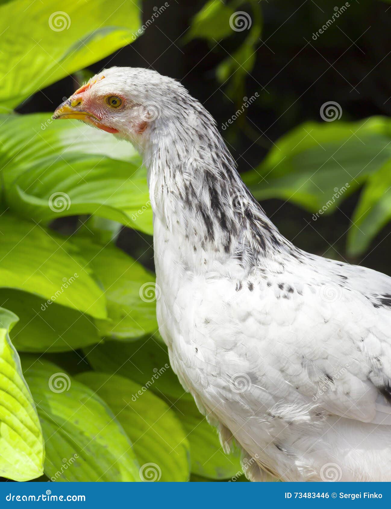 Young white rooster stock photo. Image of chicken, animals - 73483446