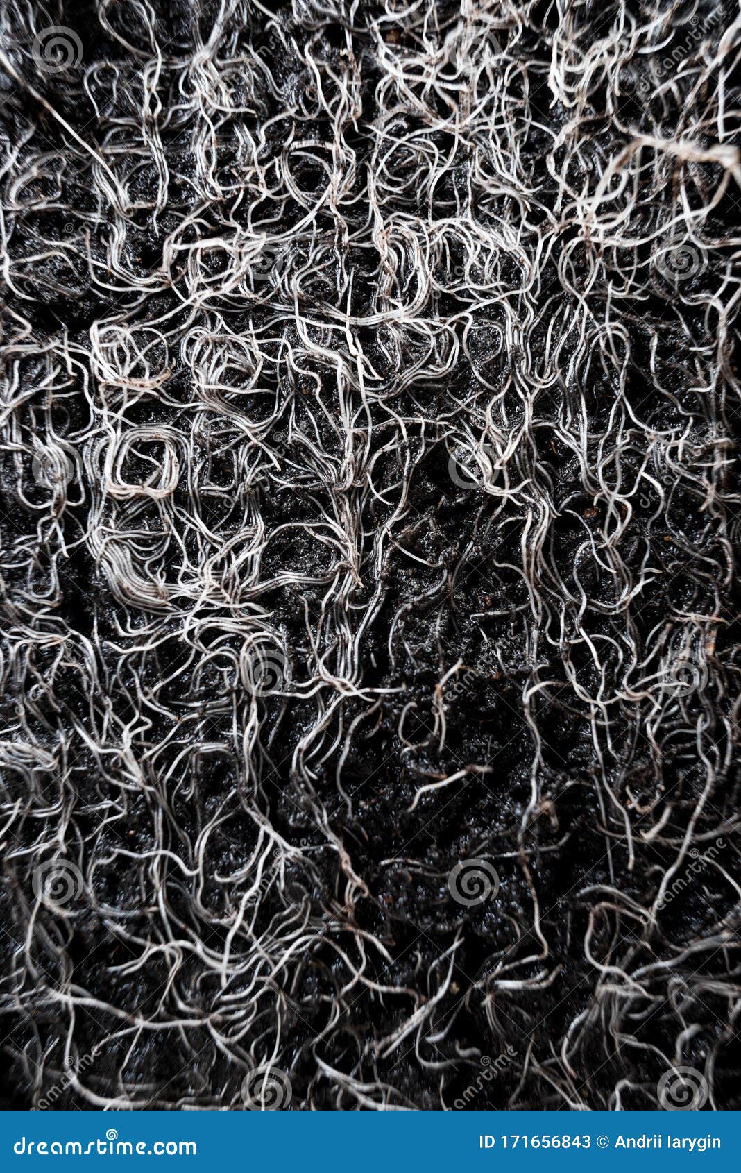 Young White Roots Plants in the Earth Stock Image - Image of soil ...