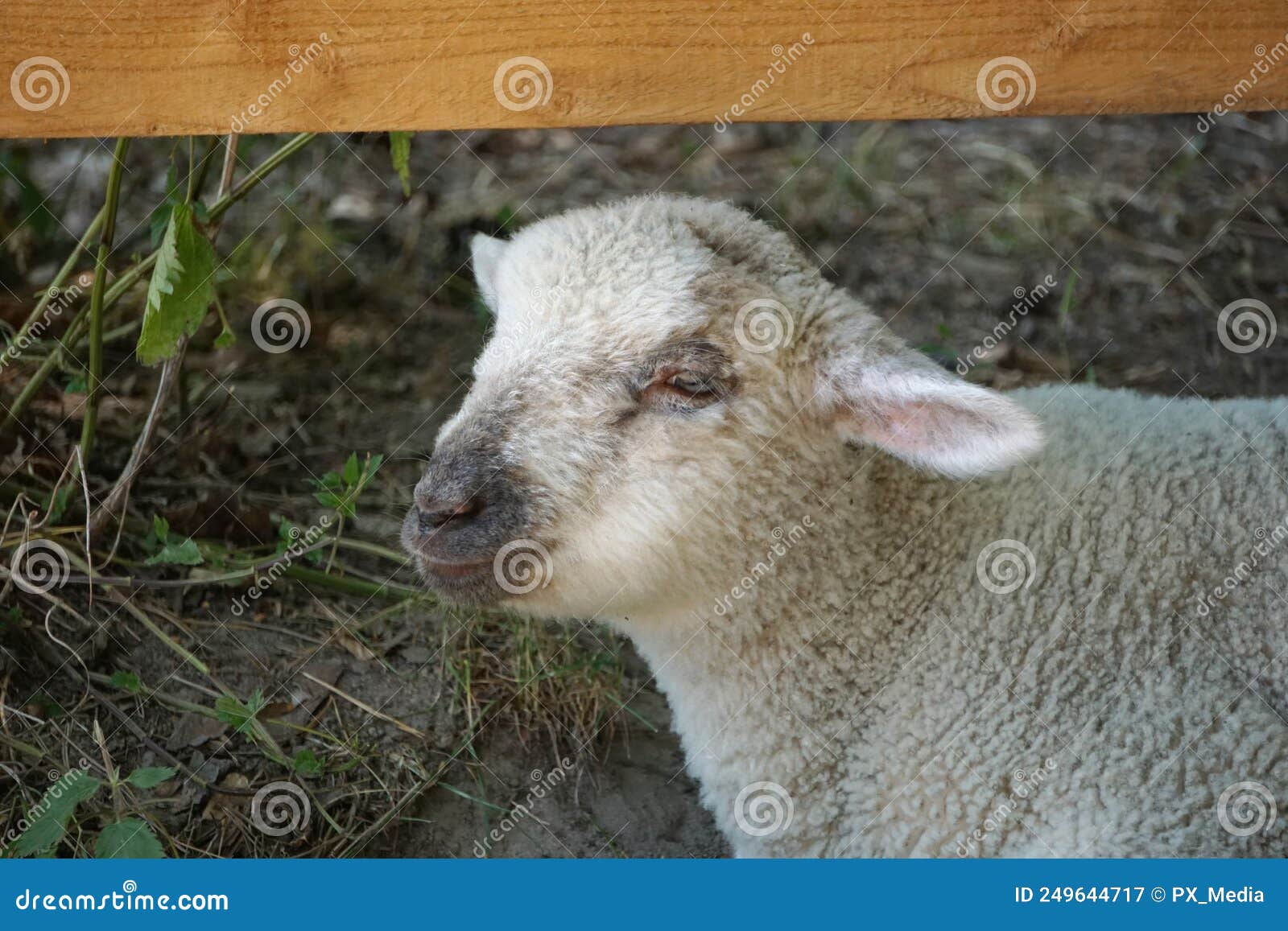 Young White Sheep, Lamb - Close-up on Head Stock Image - Image of white ...