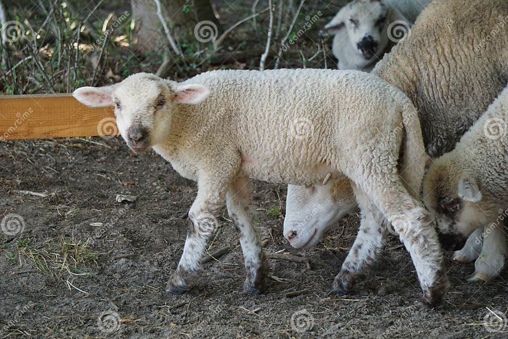 Young White Sheep, Lamb - Side View Stock Photo - Image of full, ground ...